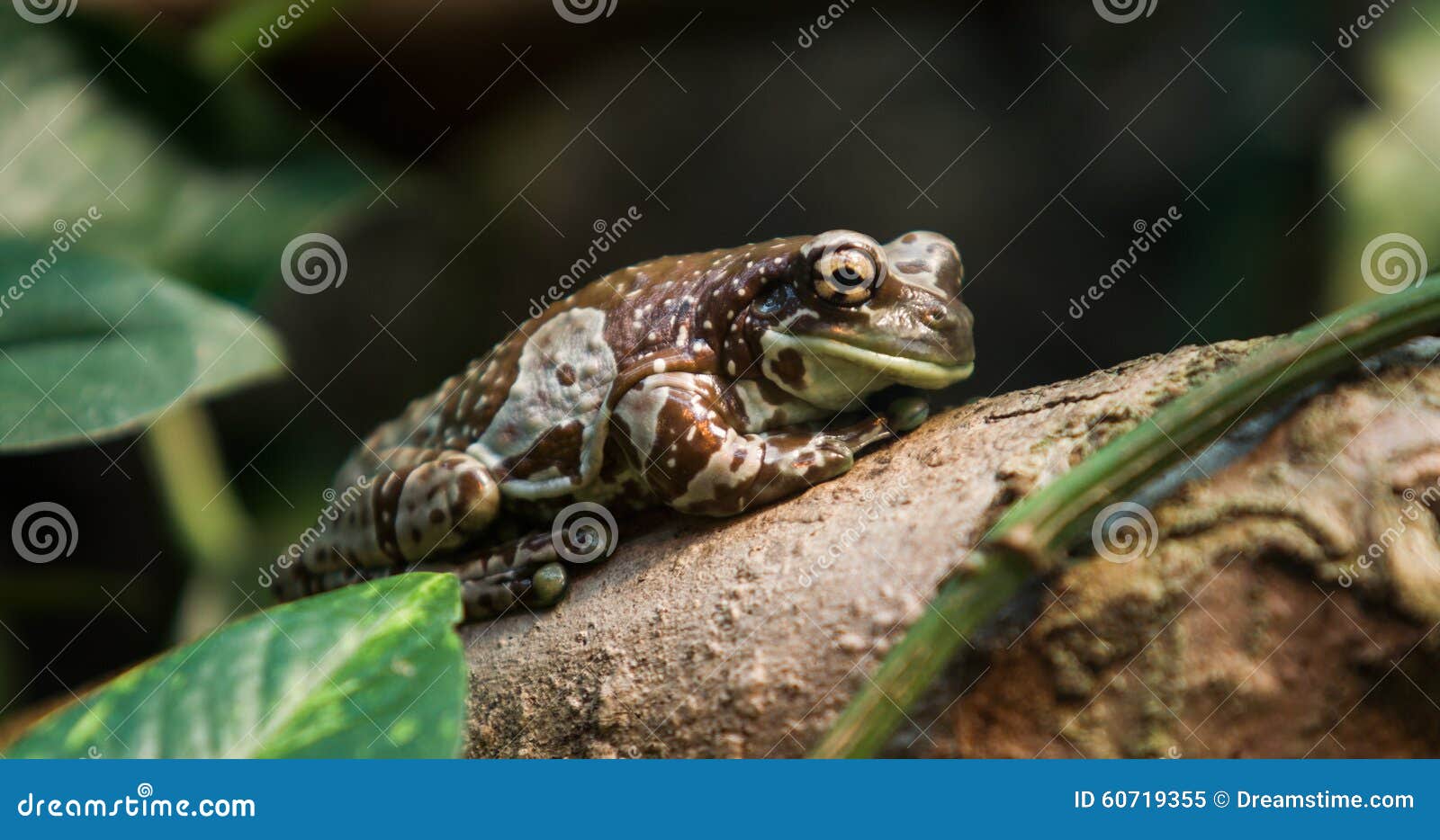 African Frog stock image. Image of elephant, closeup - 60719355
