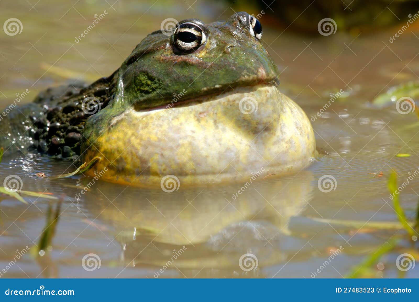 African Giant Bullfrog Royalty-Free Stock Photo | CartoonDealer.com ...