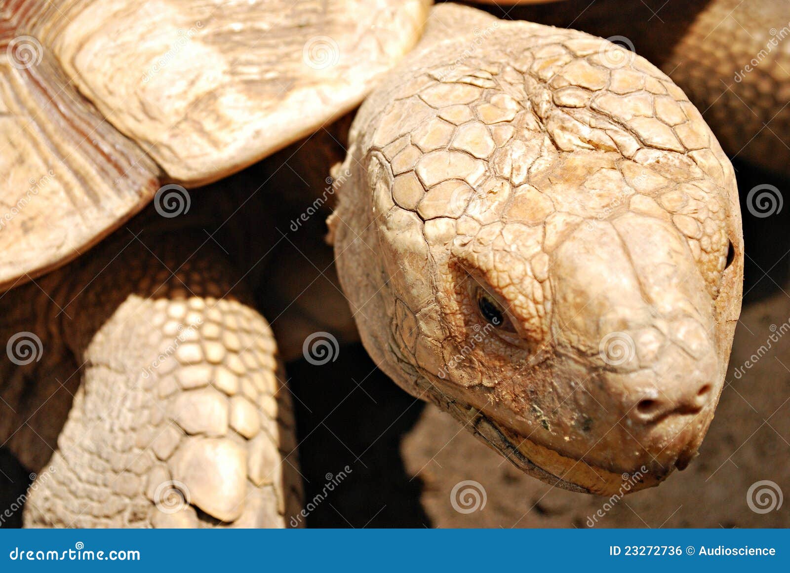 The Giant Horned Caterpillar Of The Royal Walnut Moth, Regal Moth Or ...