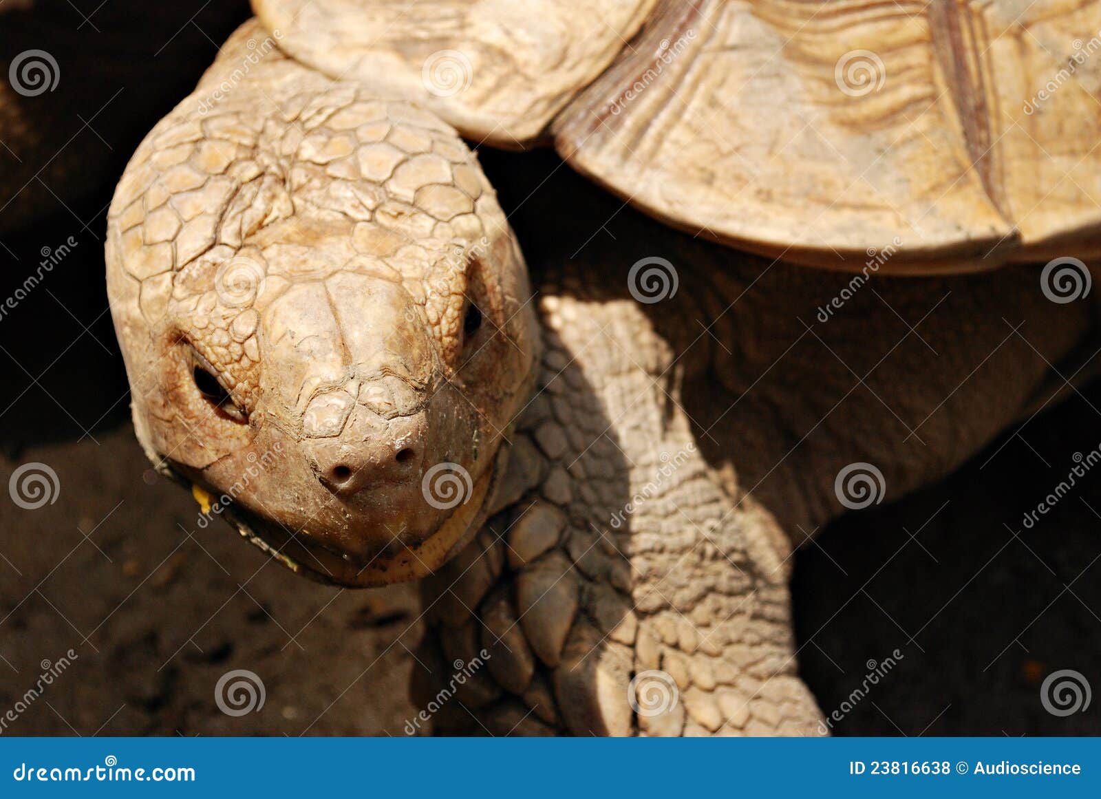 The Giant Horned Caterpillar Of The Royal Walnut Moth, Regal Moth Or ...