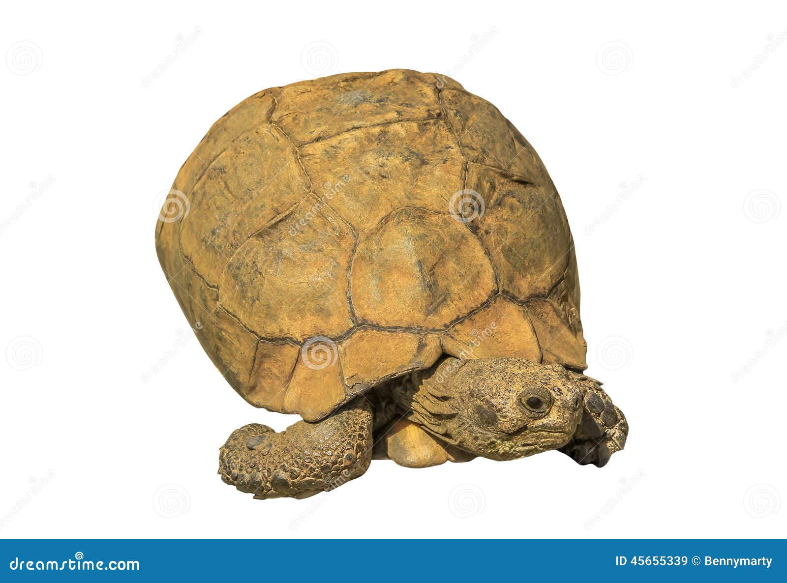 African Giant turtle stock image. Image of africa, oviparous - 45655339