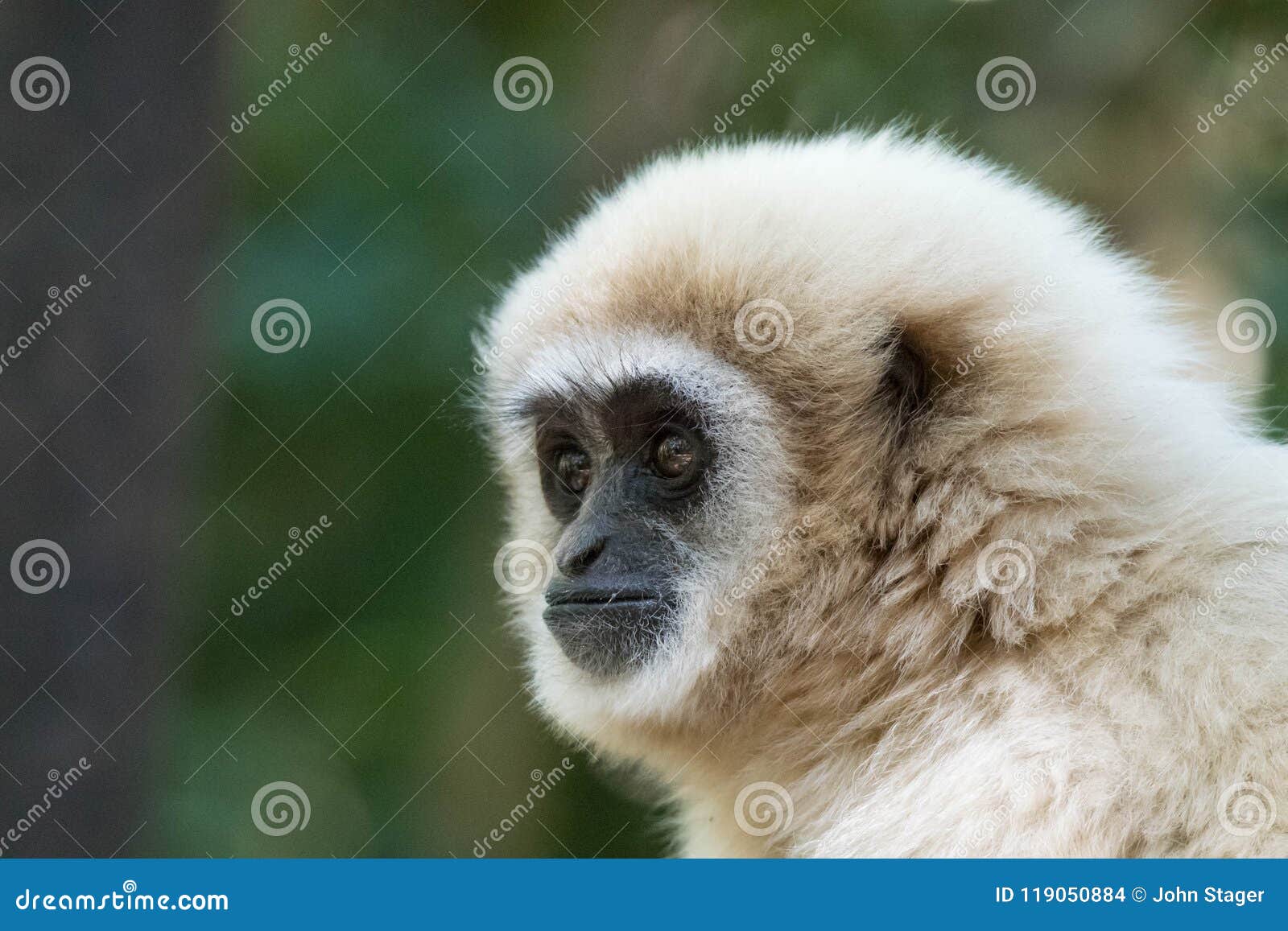African Gibbon profile stock photo. Image of animals - 119050884