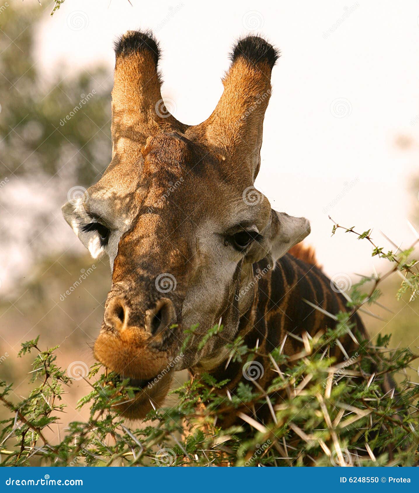 African Giraffe In A Wildlife Park Showing Its Long Tongue Eating A ...