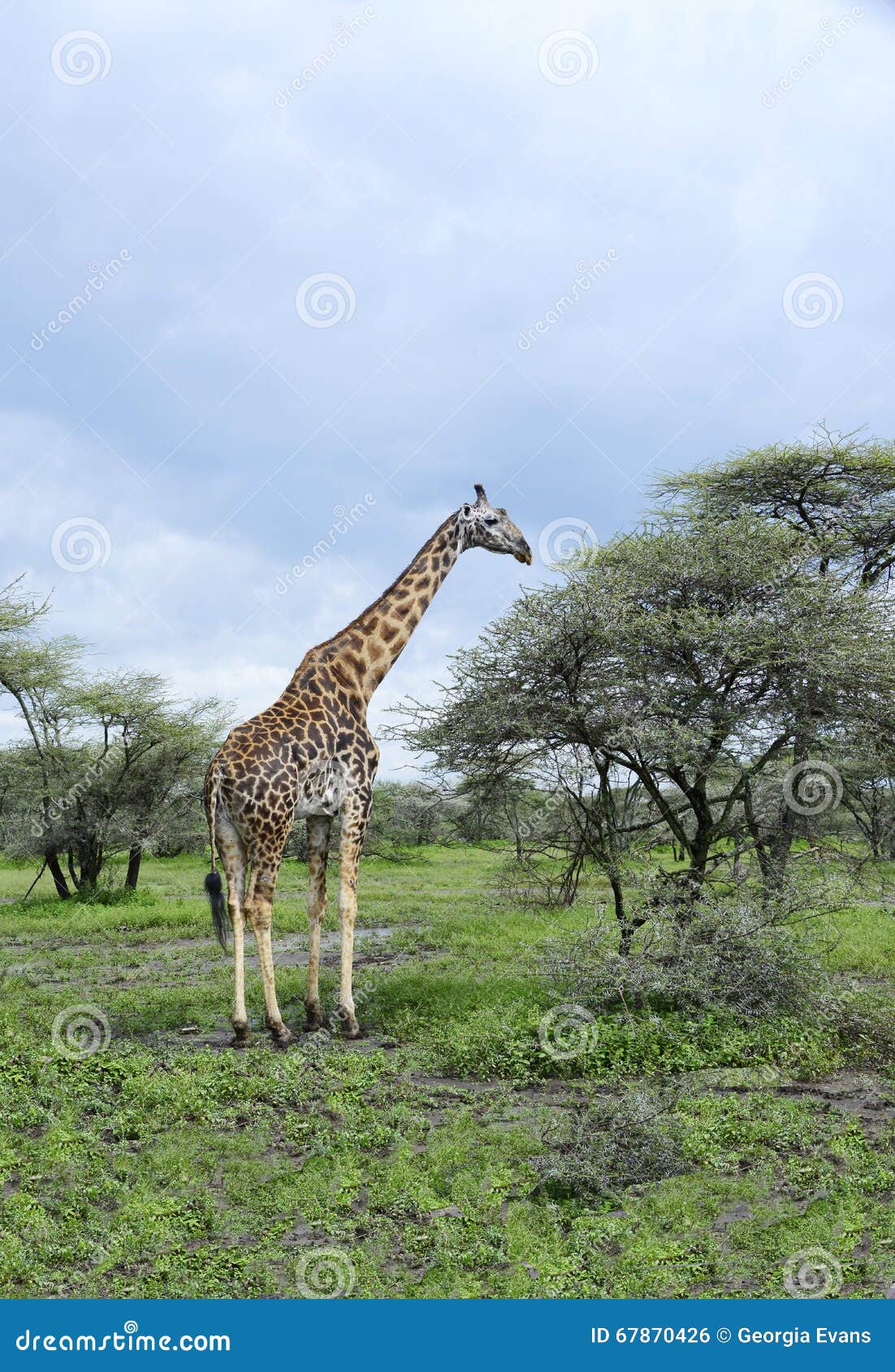 Giraffe And Acacia Tree Stock Photography | CartoonDealer.com #7255610