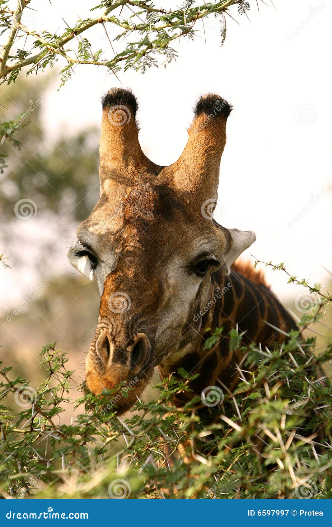 African Giraffe. Close-up stock image. Image of life, legs - 6597997