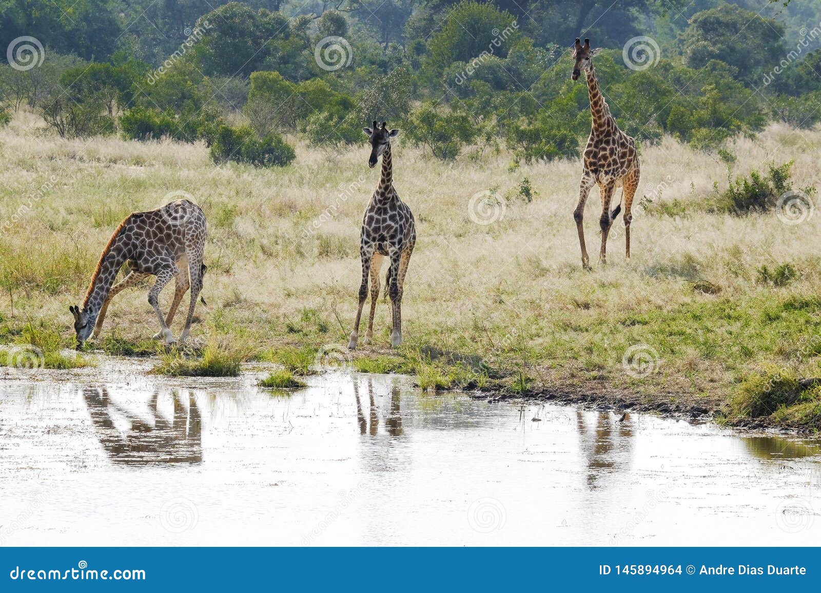 African Giraffe Drinking Water Stock Photo - Image of animals, nature ...