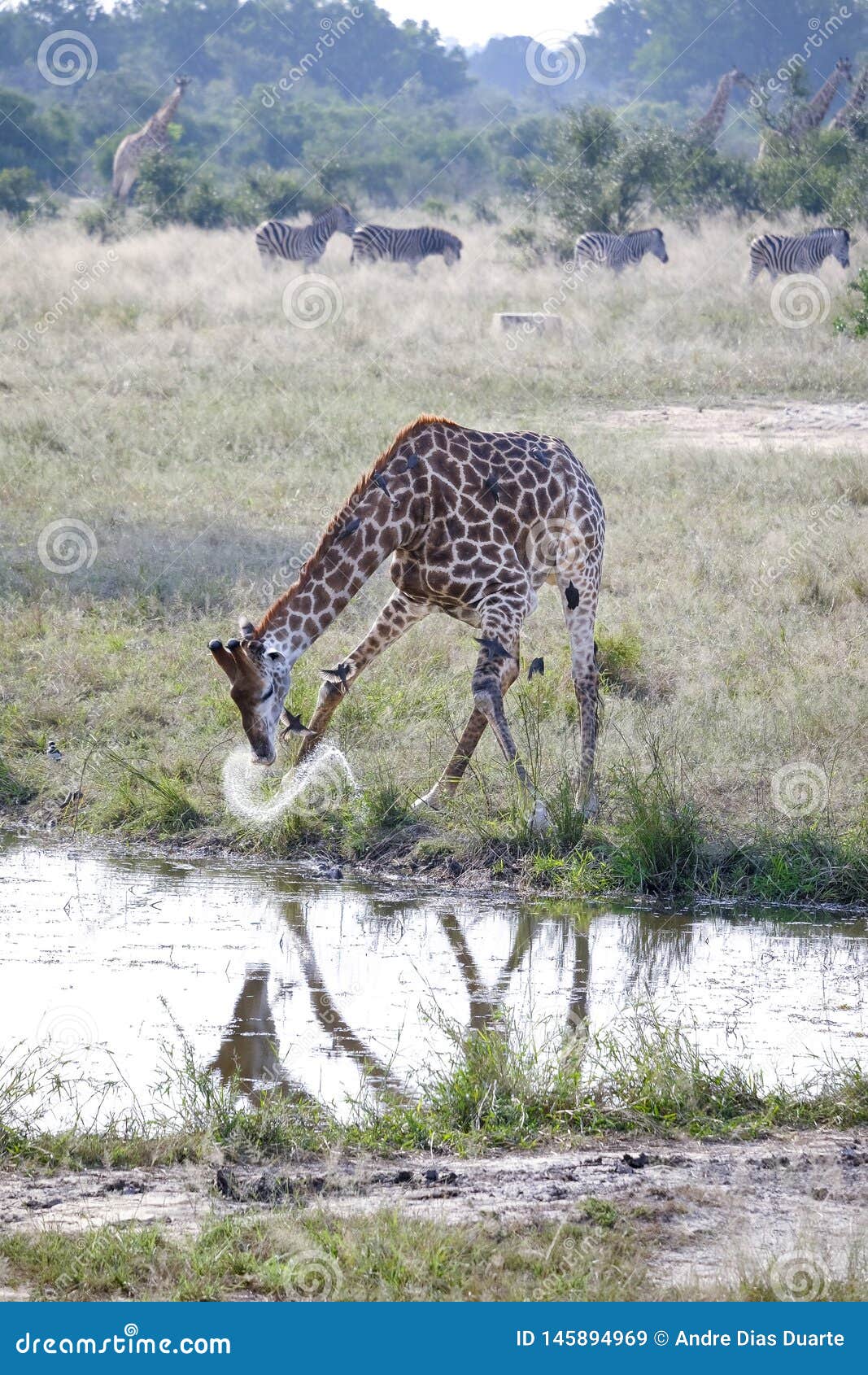 African Giraffe Drinking Water in a Pond Stock Image - Image of bush ...