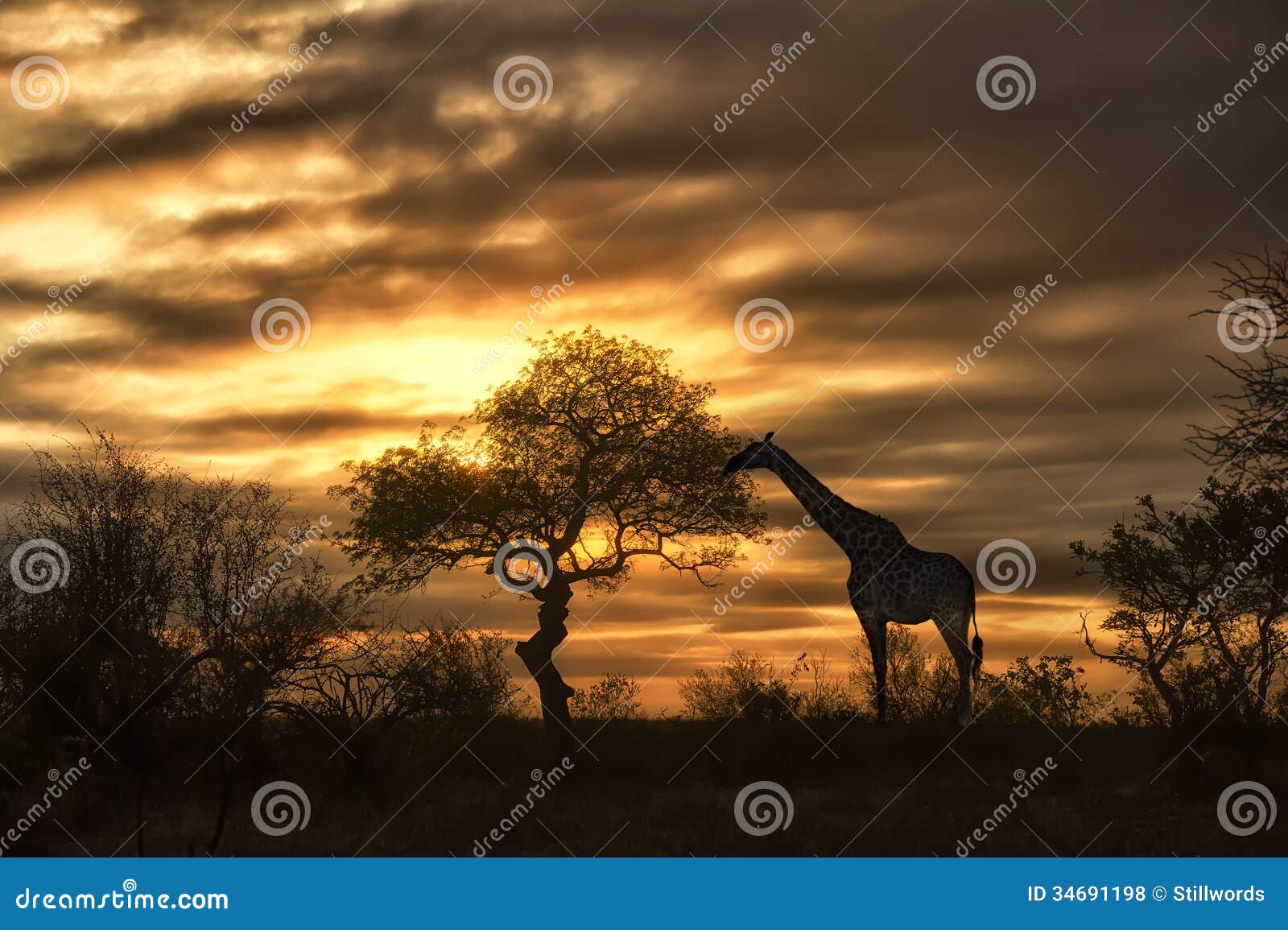 Giraffe Sunset Silhouette And Yellow Light - Wildlife Background And ...