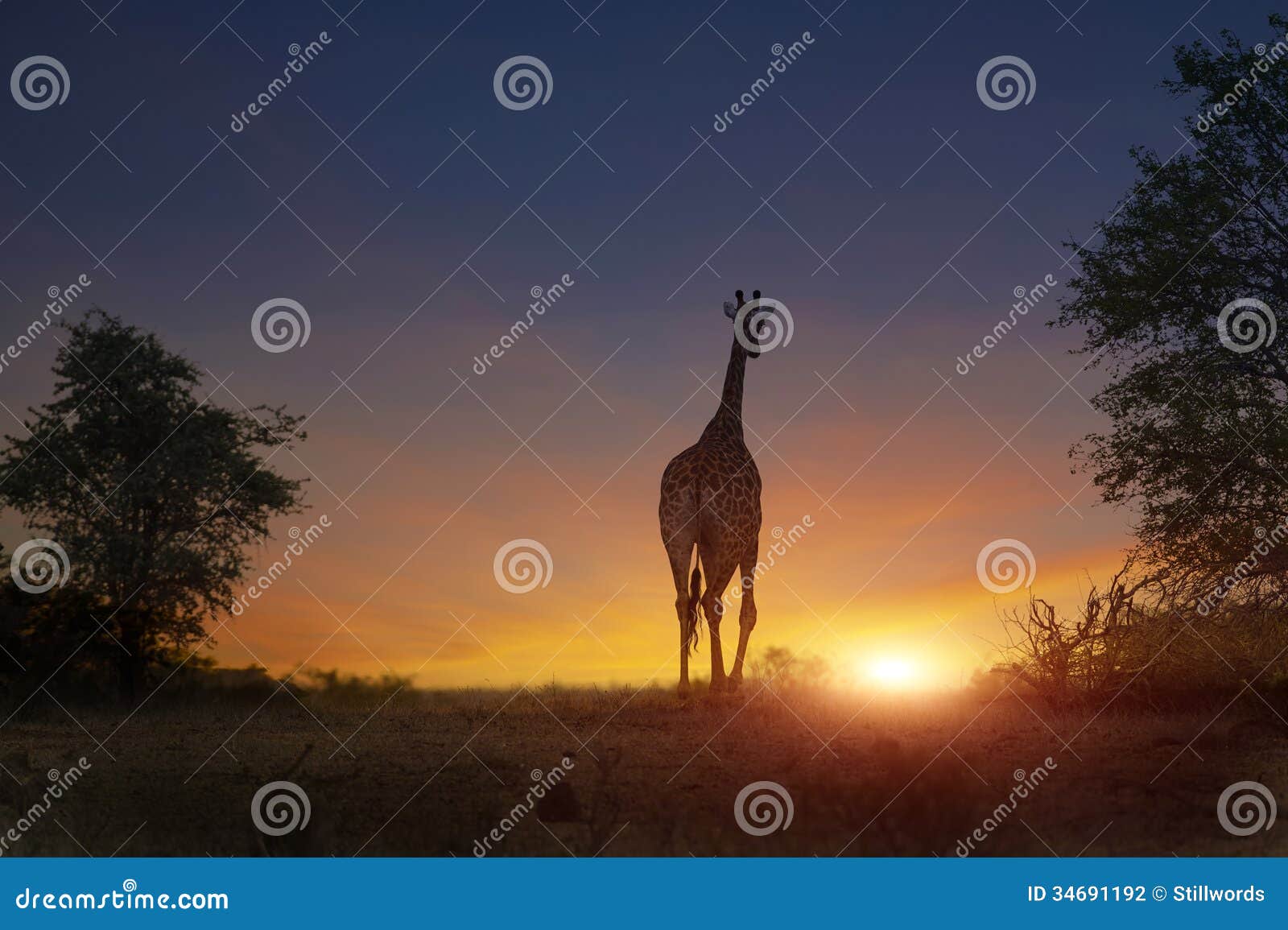 African Giraffe Walking in Sunset Stock Photo - Image of sunset ...