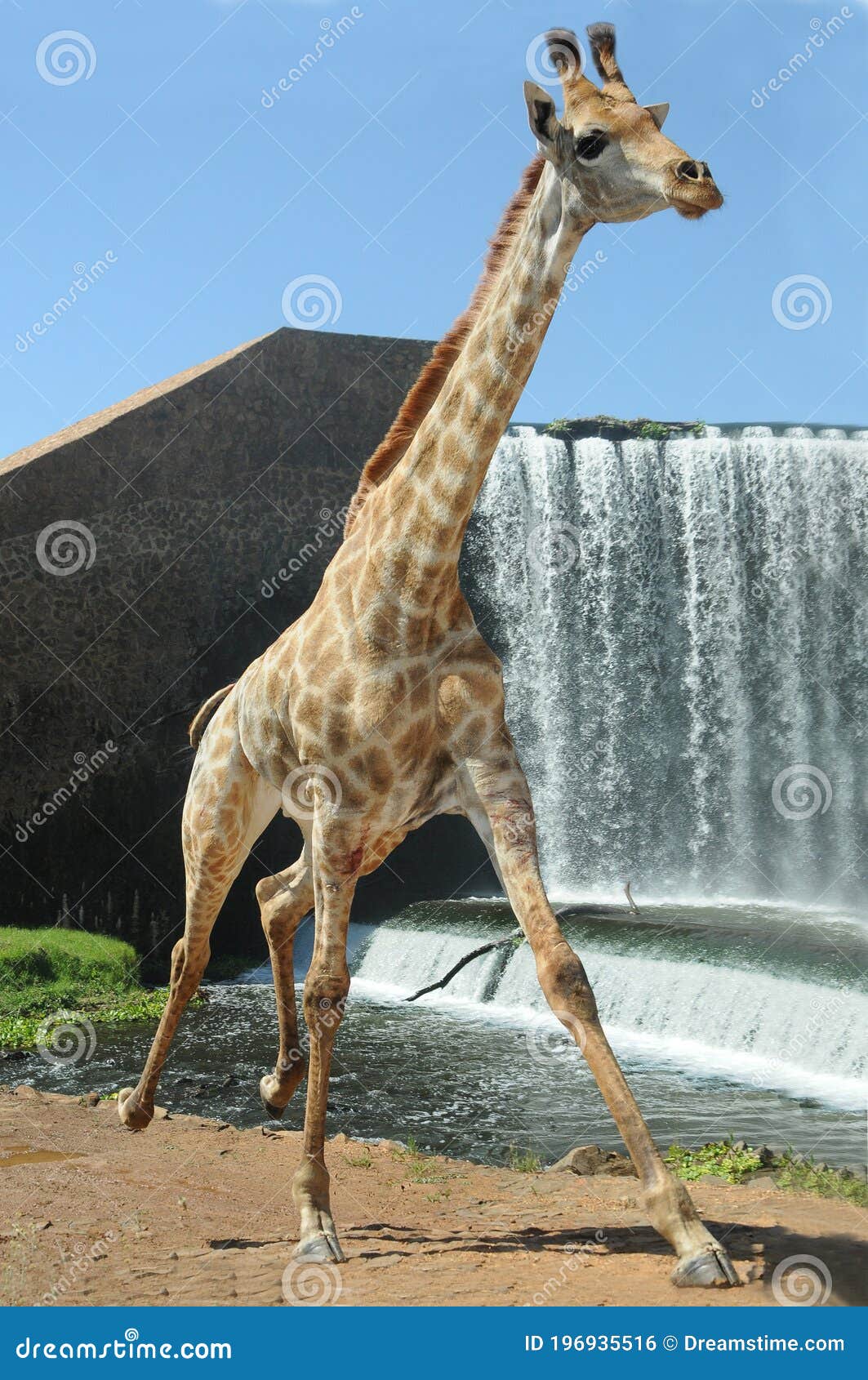 A Giraffe Walks Toward The Camera In Umkhuze Game Reserve Royalty-Free ...