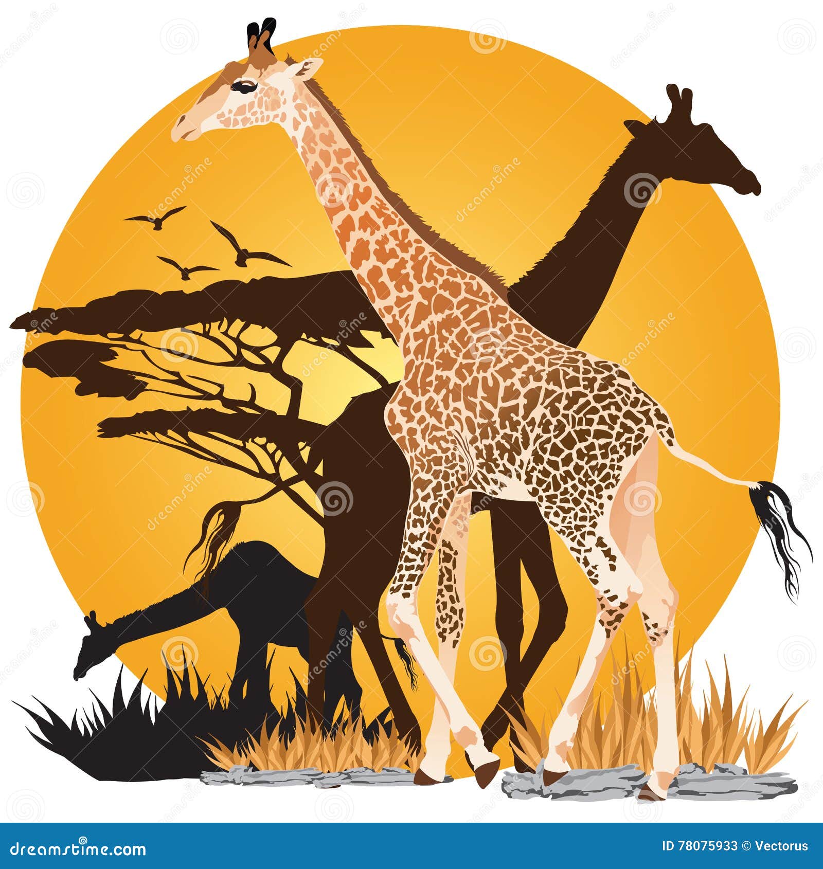 African Giraffes Sunset stock vector. Illustration of graphic - 78075933