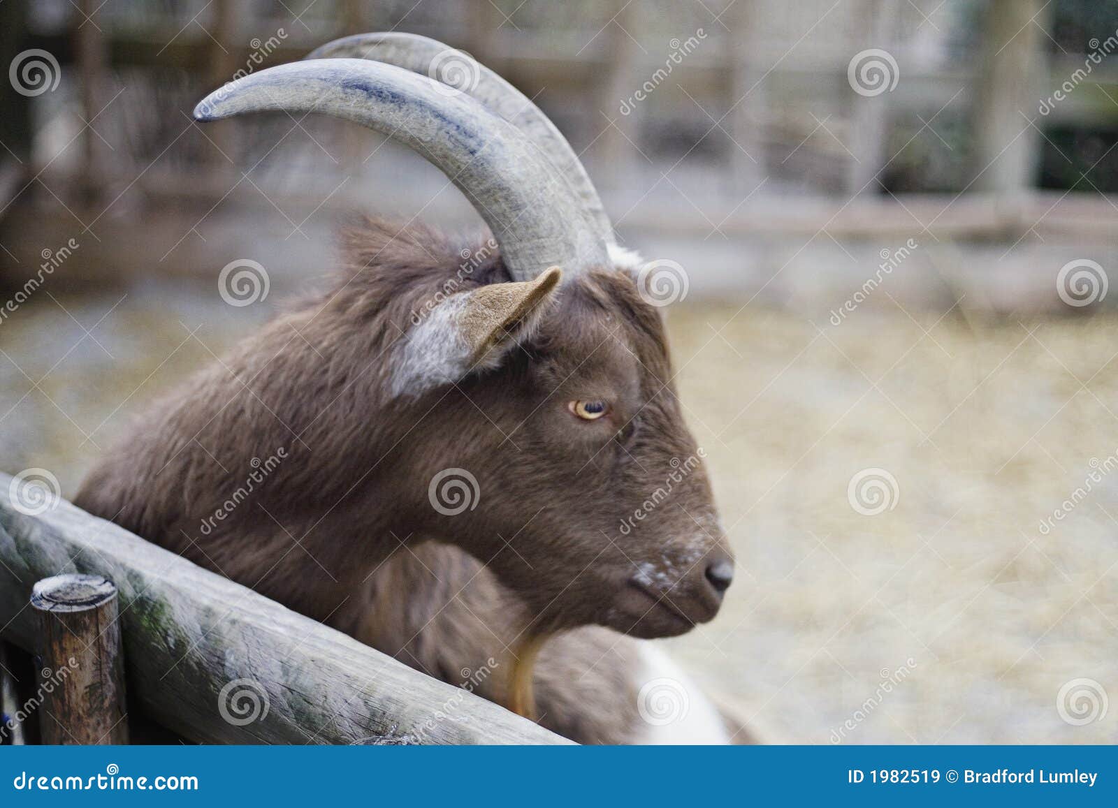 African Goat 1 stock image. Image of africa, mammal, farm - 1982519