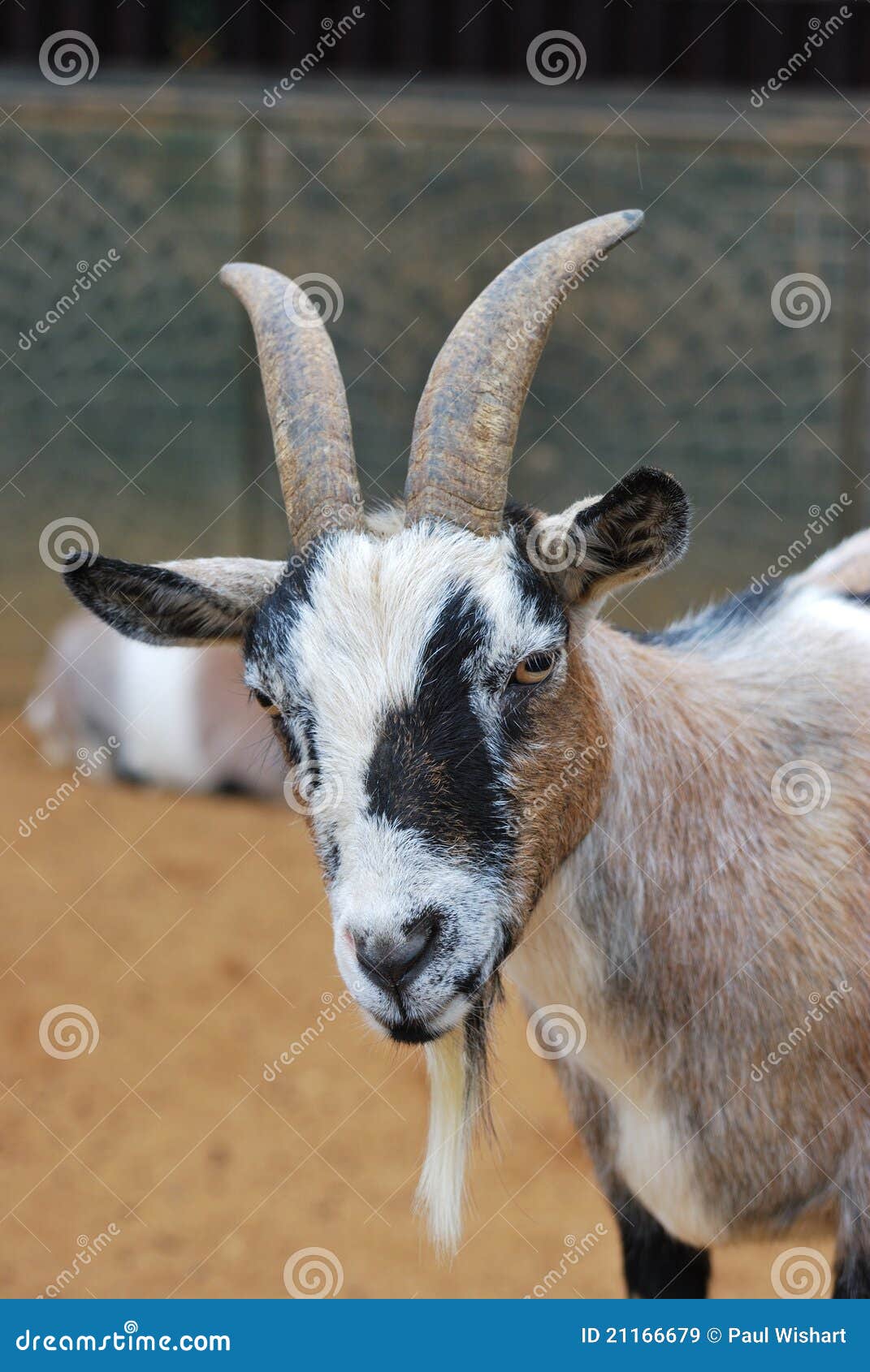 African Goat stock image. Image of goat, brown, staring - 21166679
