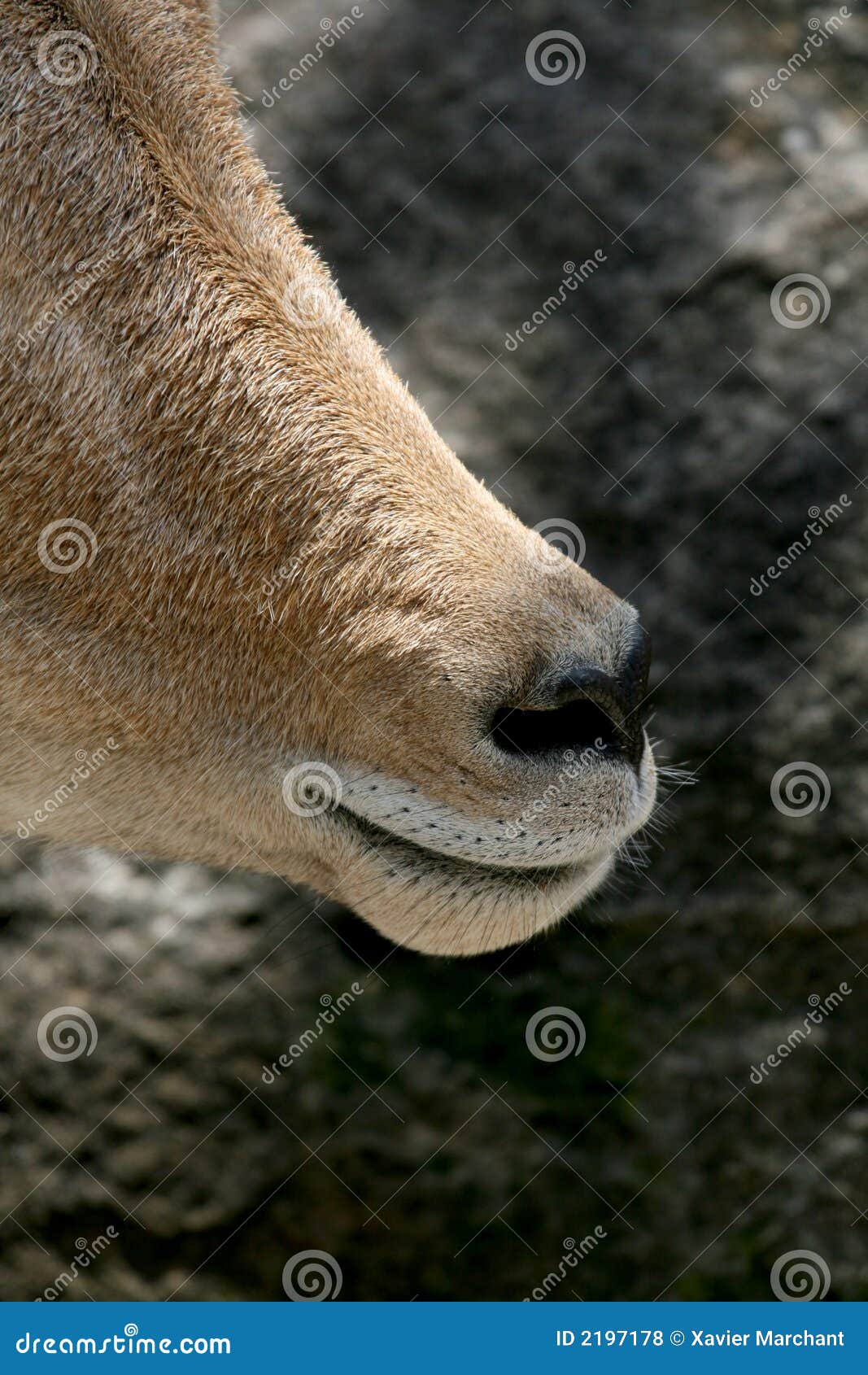 African goat nose stock photo. Image of wild, goat, africa - 2197178