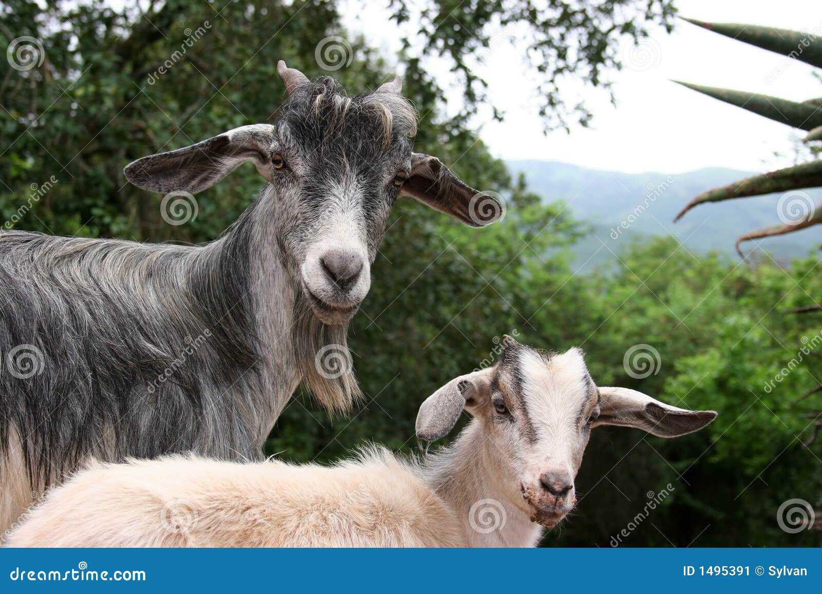 African goats stock image. Image of grazers, nature, goat - 1495391