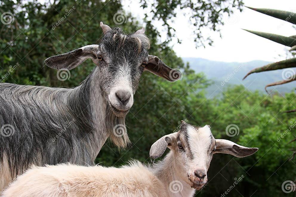 African goats stock image. Image of grazers, nature, goat - 1495391