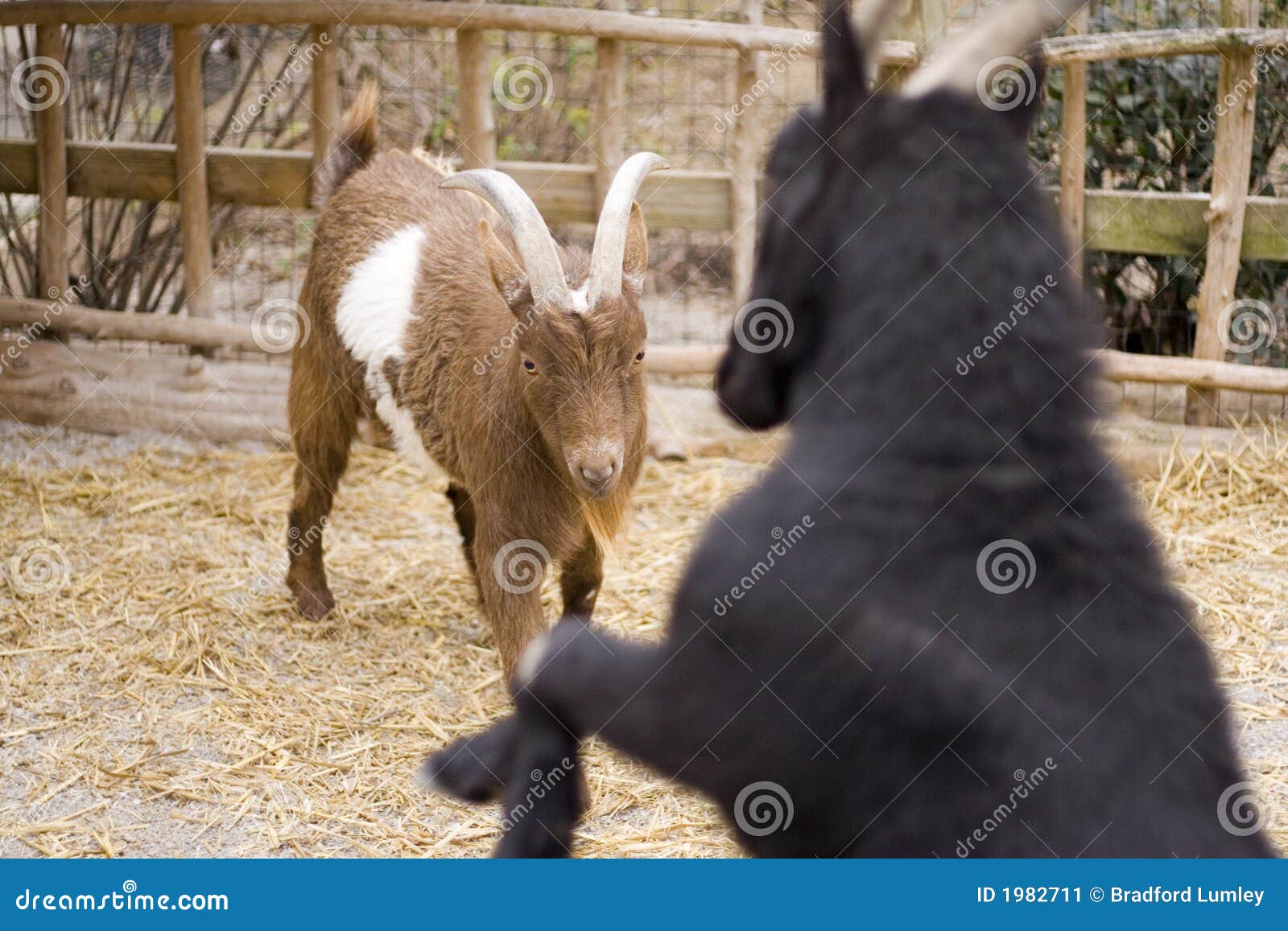 African Goats doing battle stock image. Image of play - 1982711