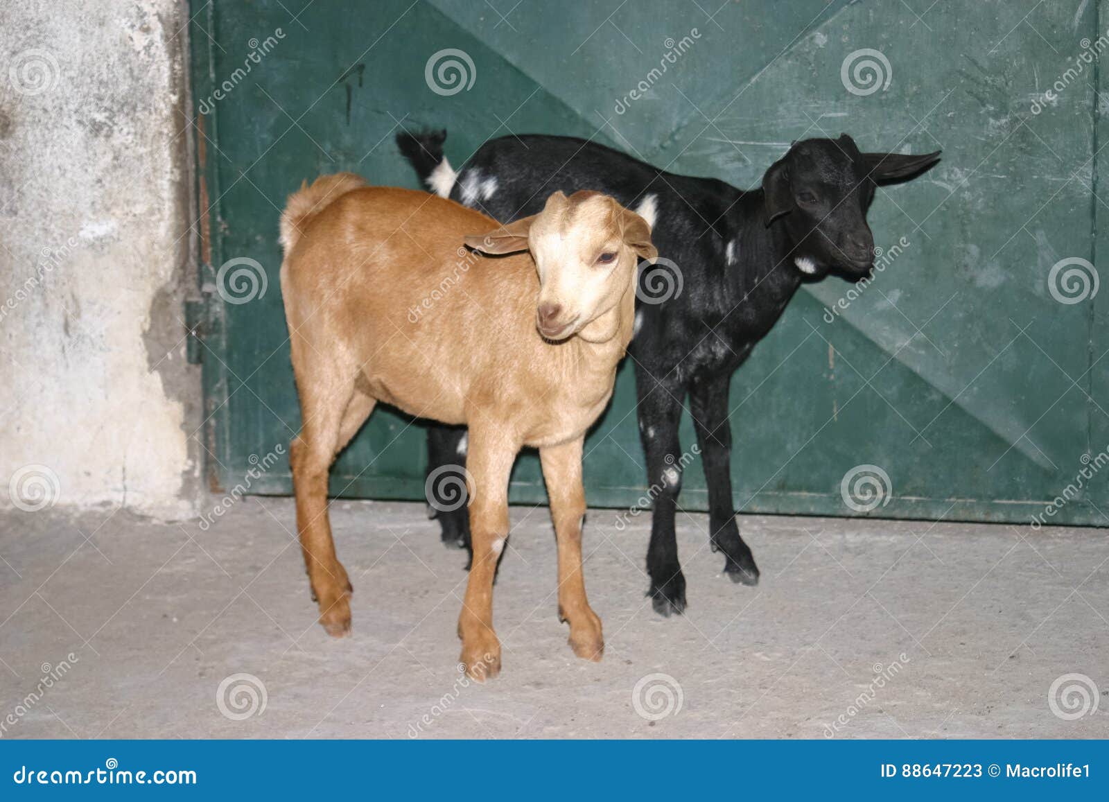 African goats stock image. Image of animal, kenya, life - 88647223