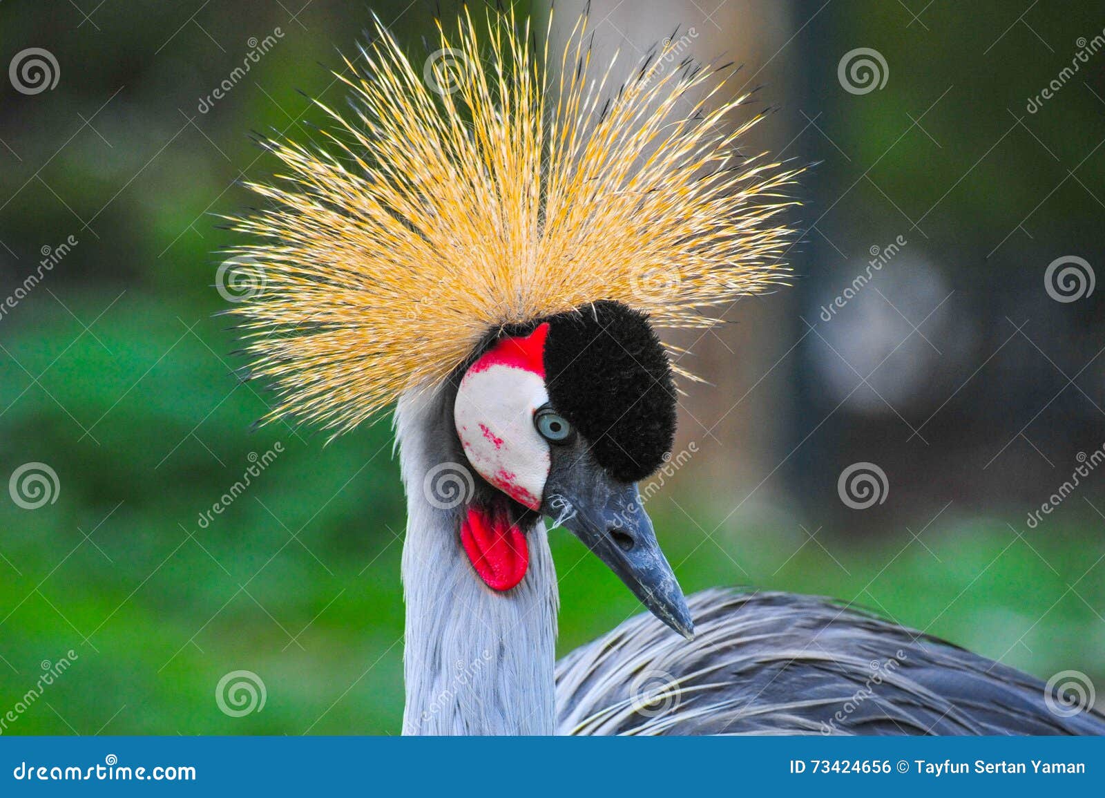 African Golden Crested Stork Stock Photo - Image of nature, crested ...