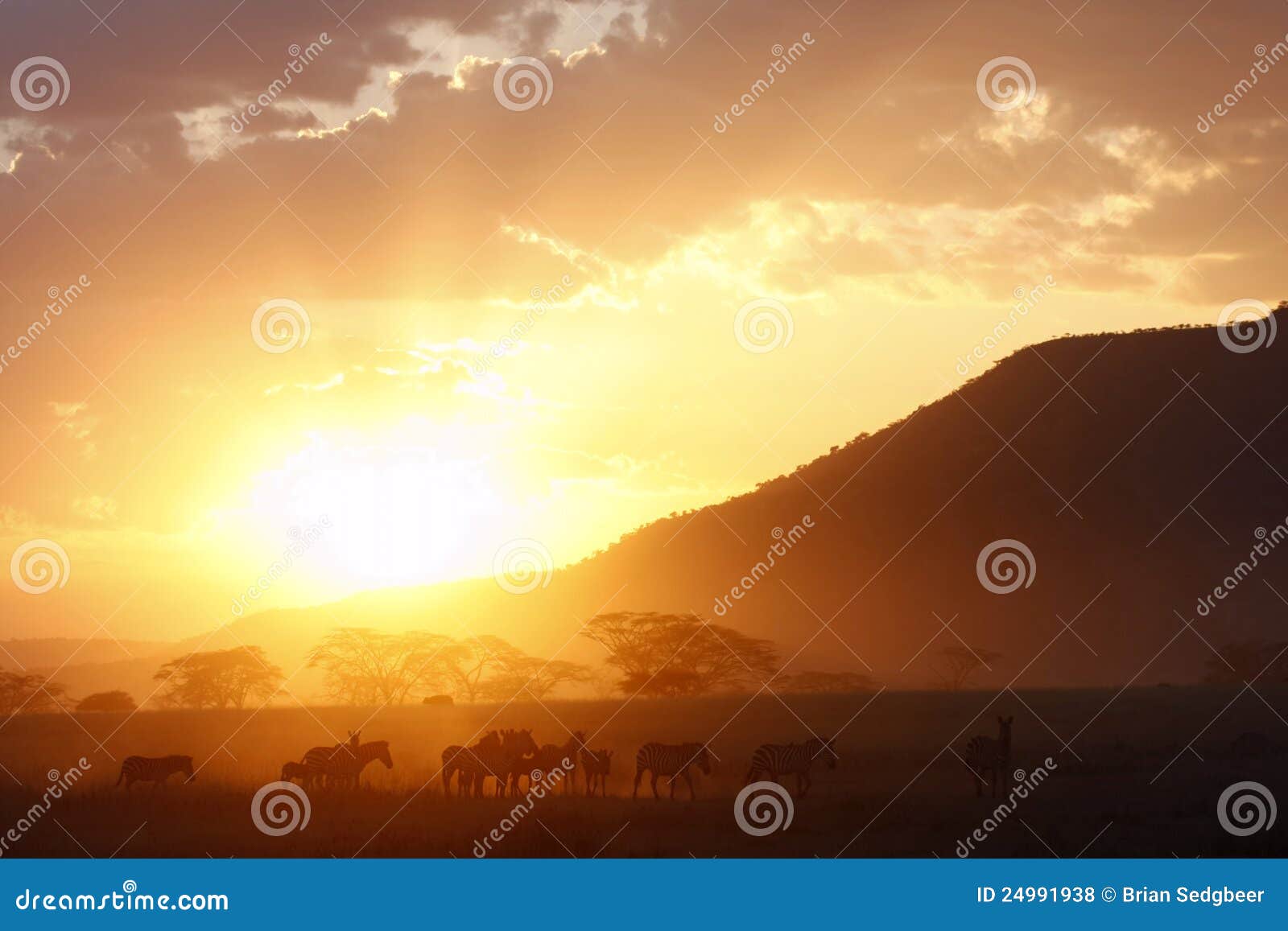 African Golden Glow stock photo. Image of evening, night - 24991938