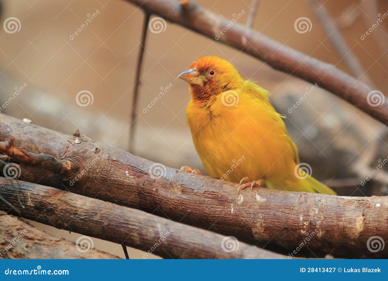 African golden weaver stock image. Image of adult, golden - 28413427