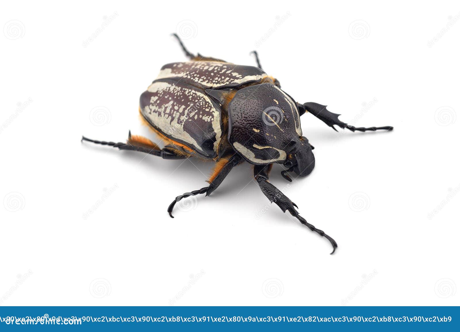 The African Goliath Beetles Isolated on White Background Stock Image ...
