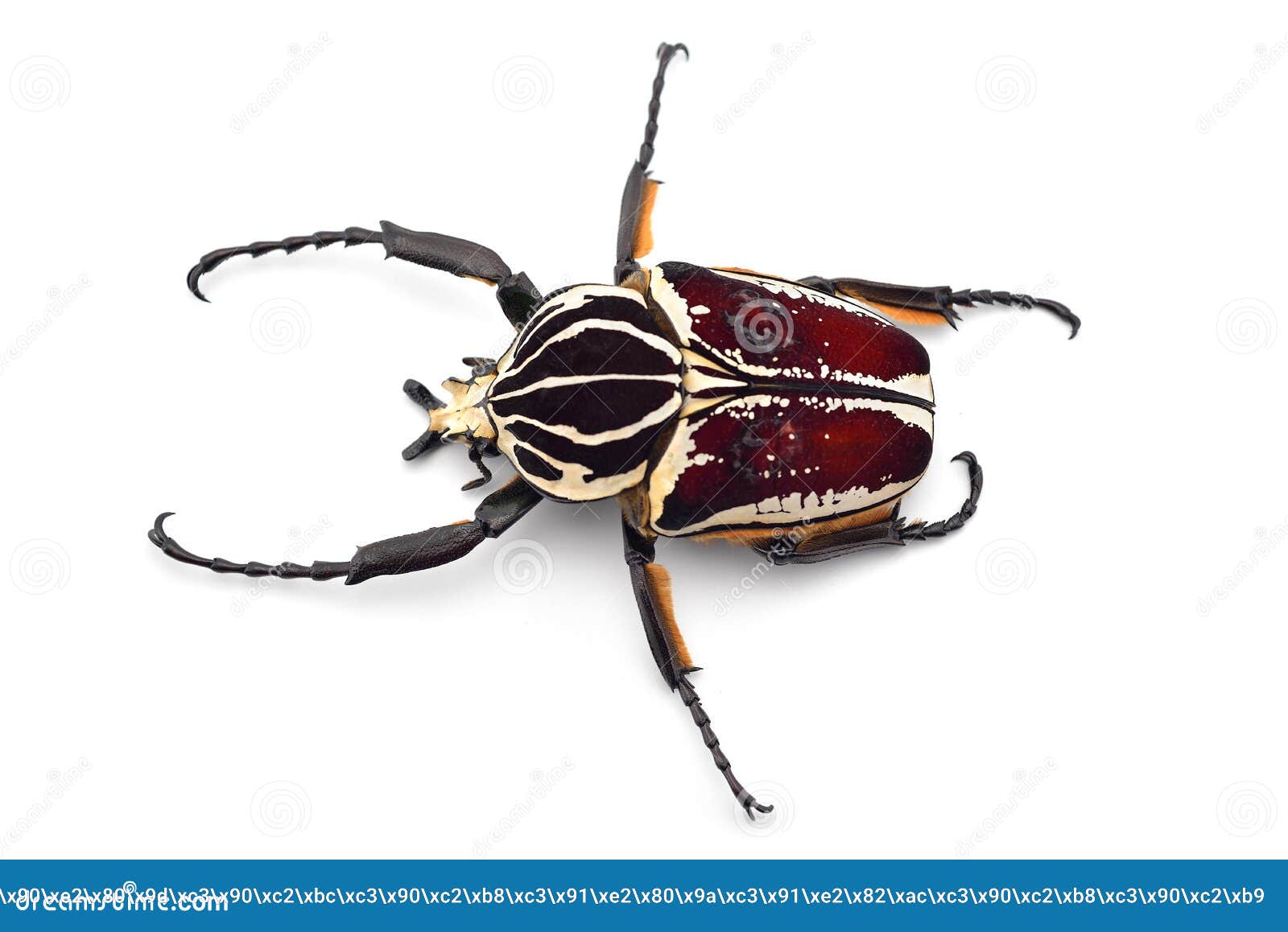 The African Goliath Beetles Isolated on White Background Stock Image ...