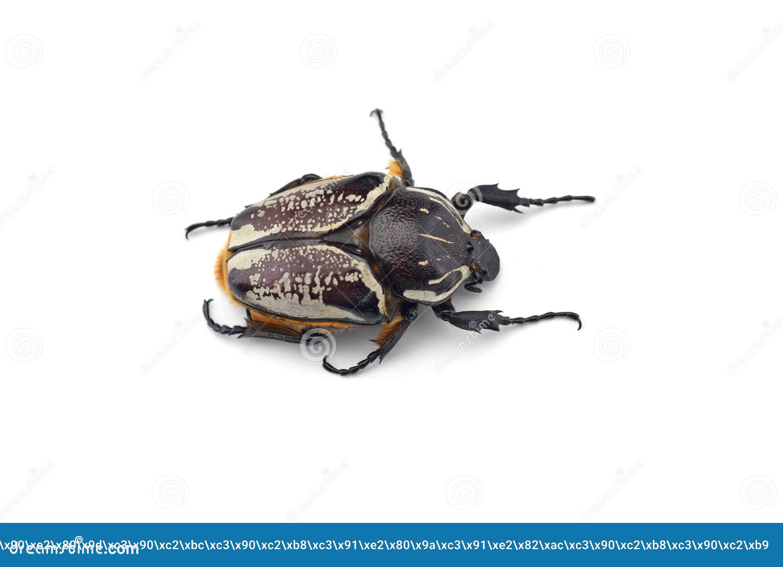 The African Goliath Beetles Isolated on White Background Stock Image ...