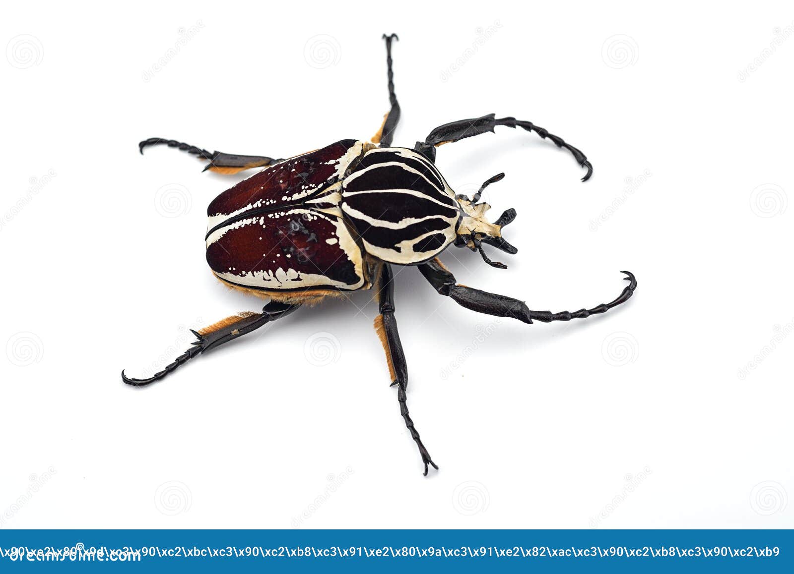 The African Goliath Beetles Isolated on White Background Stock Photo ...