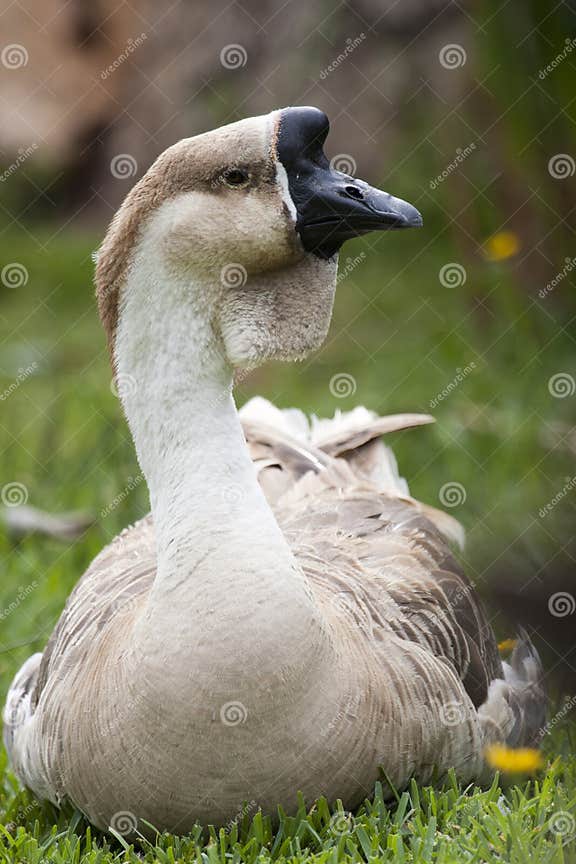African Goose stock photo. Image of goose, black, breed - 16203028