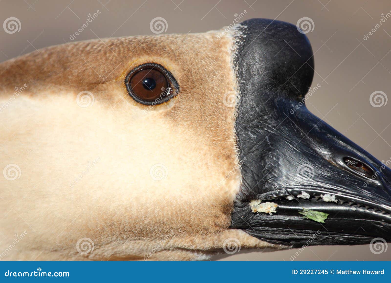 African Goose stock image. Image of avian, bird, flight - 29227245