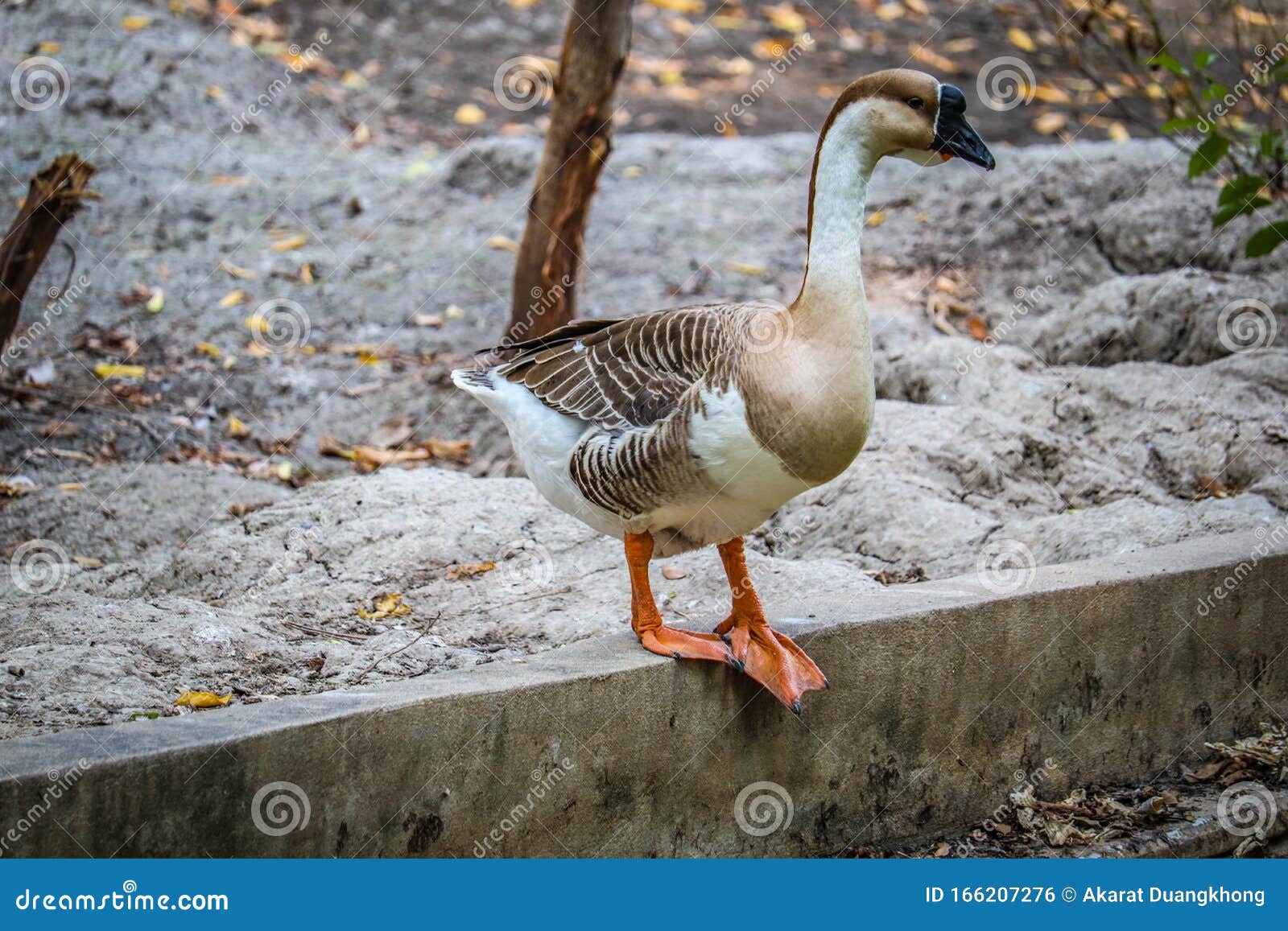 African Goose stock photo. Image of brown, field, border - 166207276