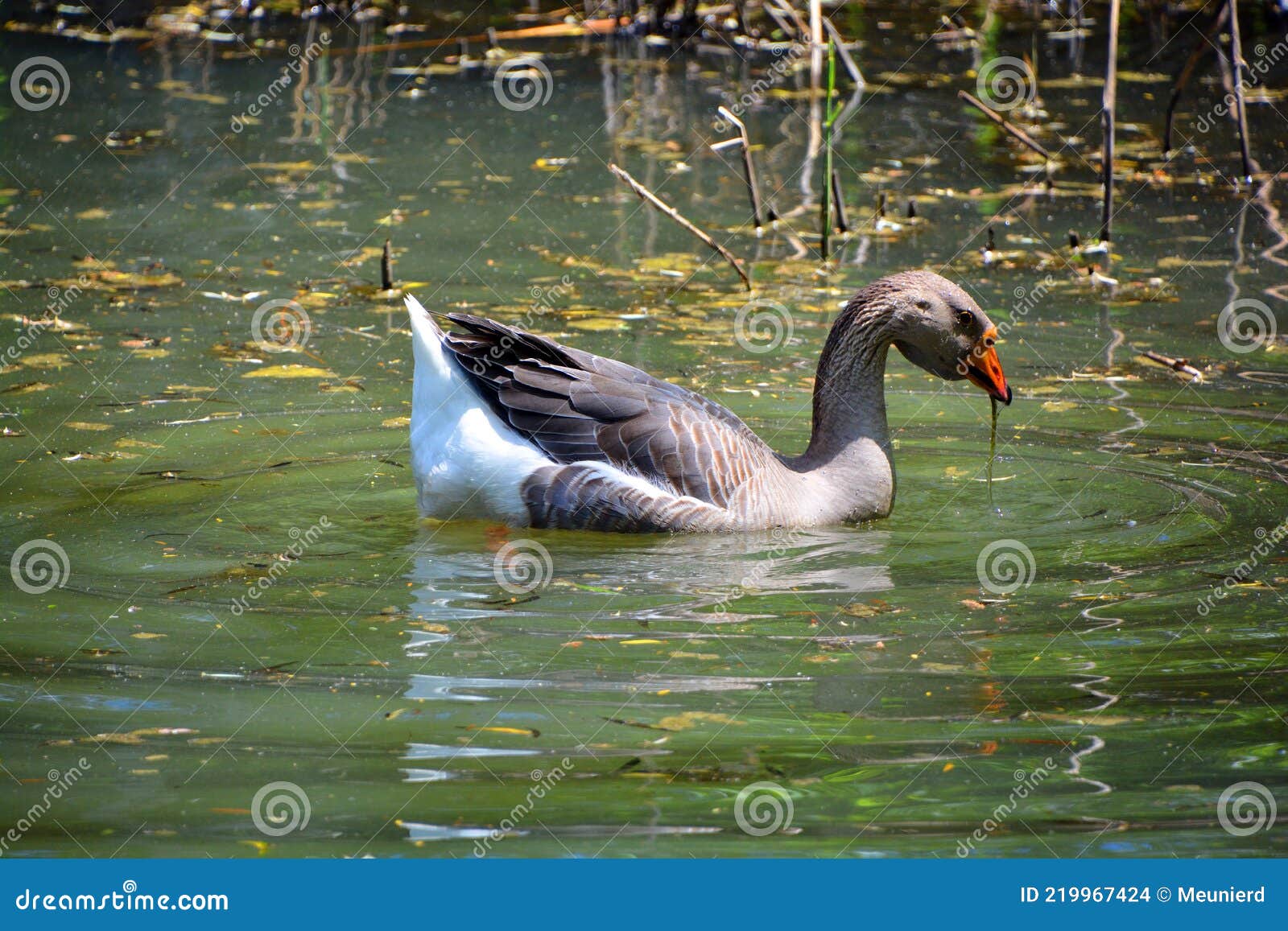 The African Goose is a Breed of Goose. Stock Photo - Image of farm ...