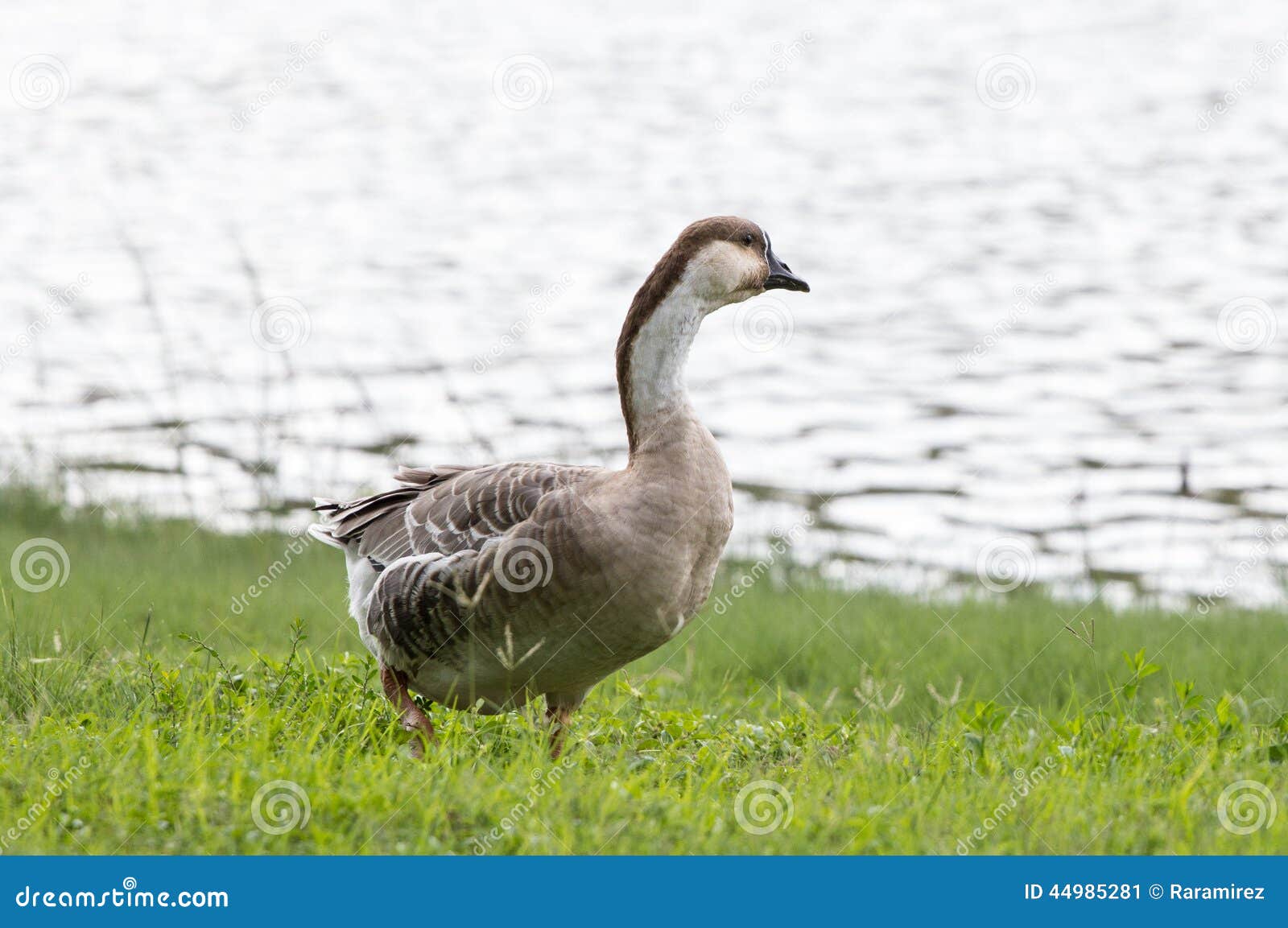 African Goose stock image. Image of close, speckled, cackler - 44985281
