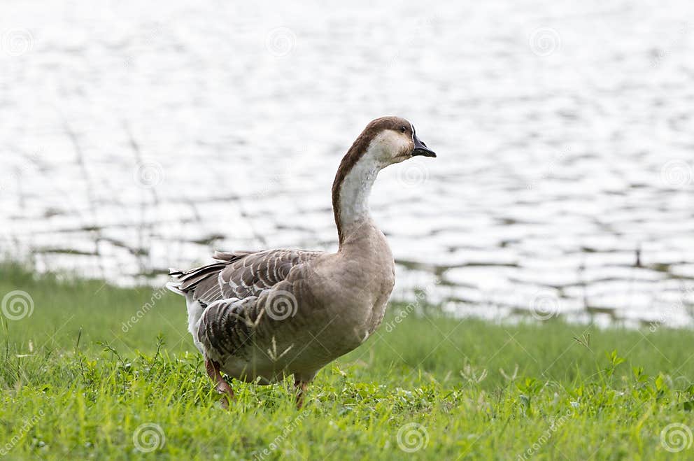 African Goose stock image. Image of close, speckled, cackler - 44985281