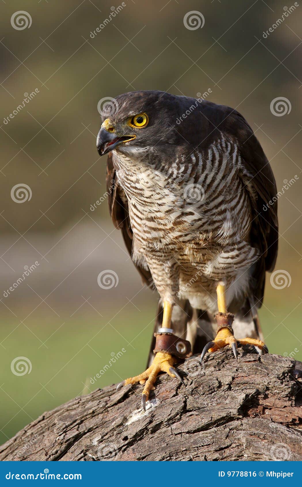 345 Goshawk Hunt Stock Photos - Free & Royalty-Free Stock Photos from ...