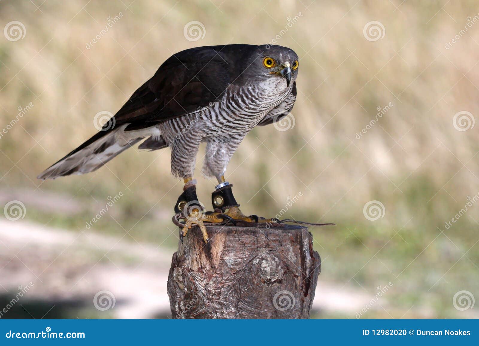 African Goshawk Raptor Bird Stock Photo - Image of bird, feet: 12982020