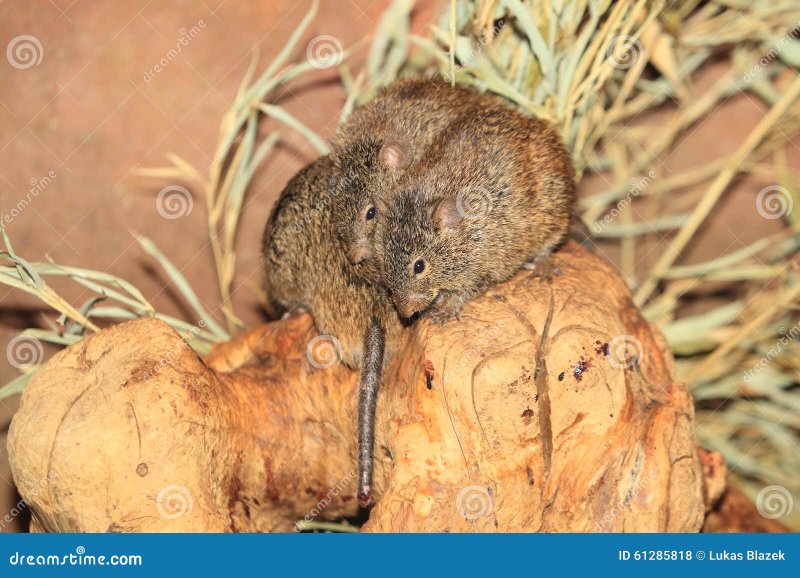 African grass rat stock photo. Image of rodent, arvicanthis - 61285818