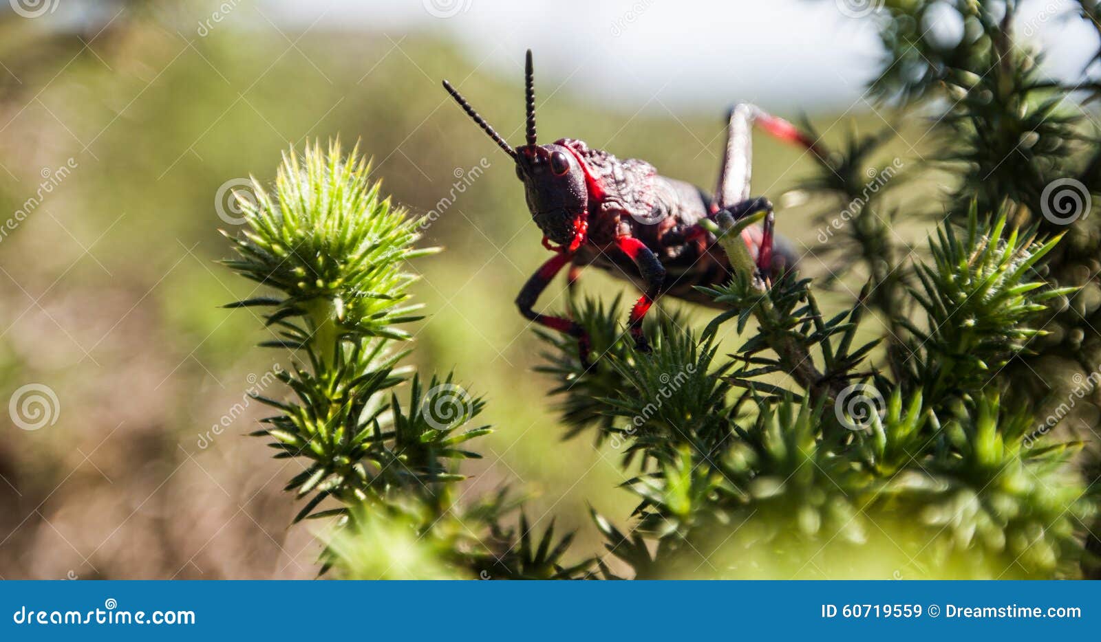 African Grasshopper stock image. Image of color, houses - 60719559