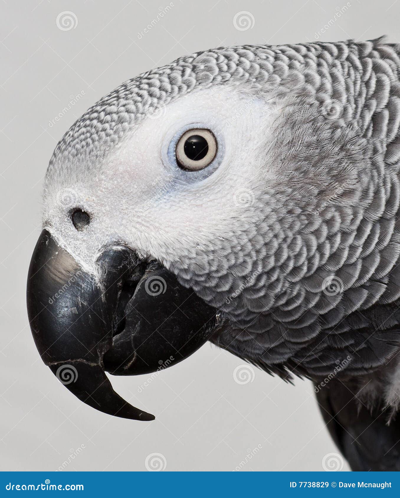 African Gray Hornbill Bird With Long Curved Bill On Top Of Acacia Thorn ...