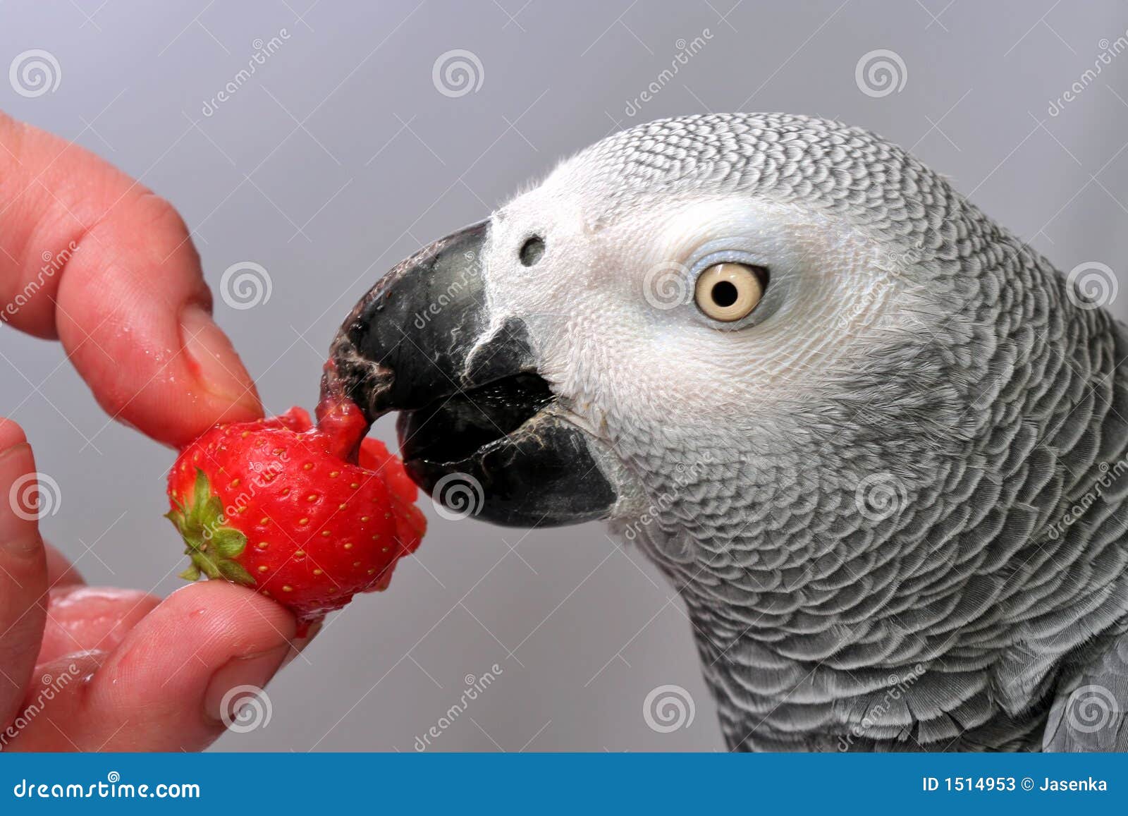 African gray parrot stock image. Image of portrait, flight - 1514953