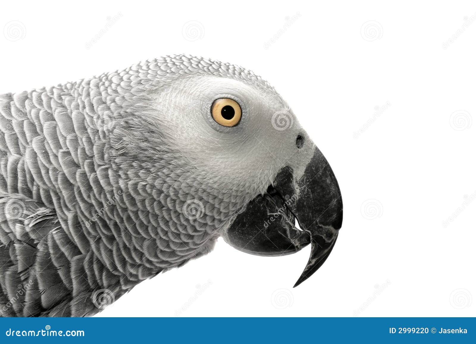 African Gray Hornbill Bird With Long Curved Bill On Top Of Acacia Thorn ...