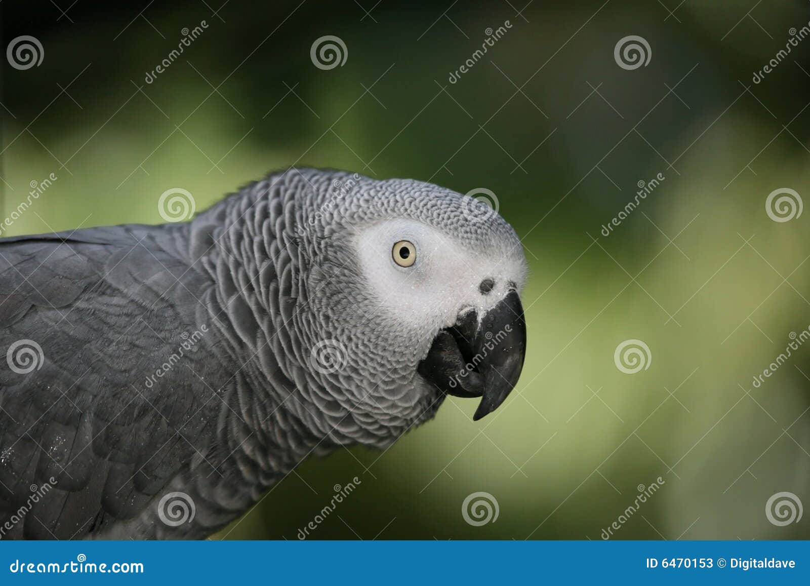 African Gray Hornbill Bird With Long Curved Bill On Top Of Acacia Thorn ...