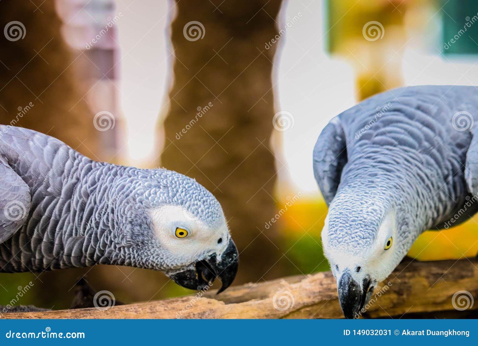 African Gray Parrot stock image. Image of african, feather - 149032031