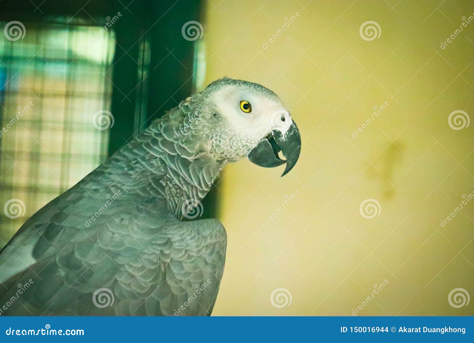African Gray Parrot stock photo. Image of cute, beaks - 150016944