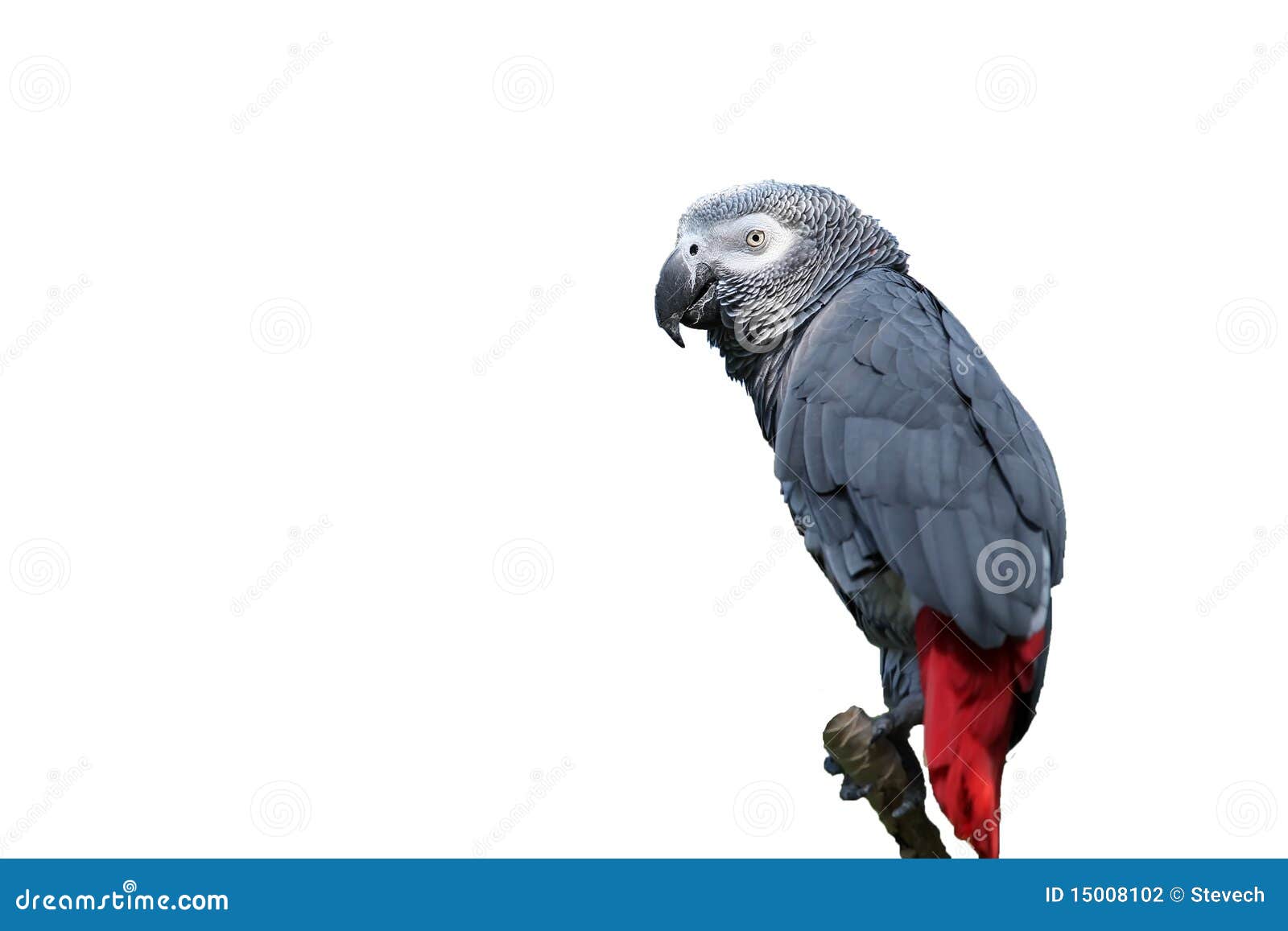 African Gray Parrot Tropical Bird Stock Photo - Image of grey ...