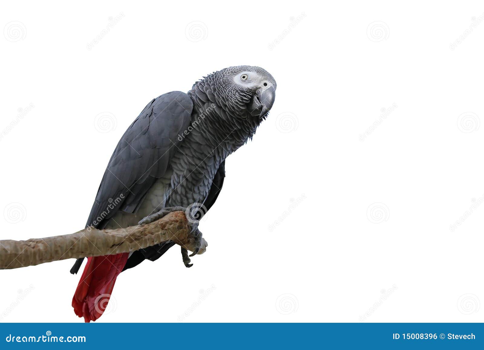 African Gray Hornbill Bird With Long Curved Bill On Top Of Acacia Thorn ...