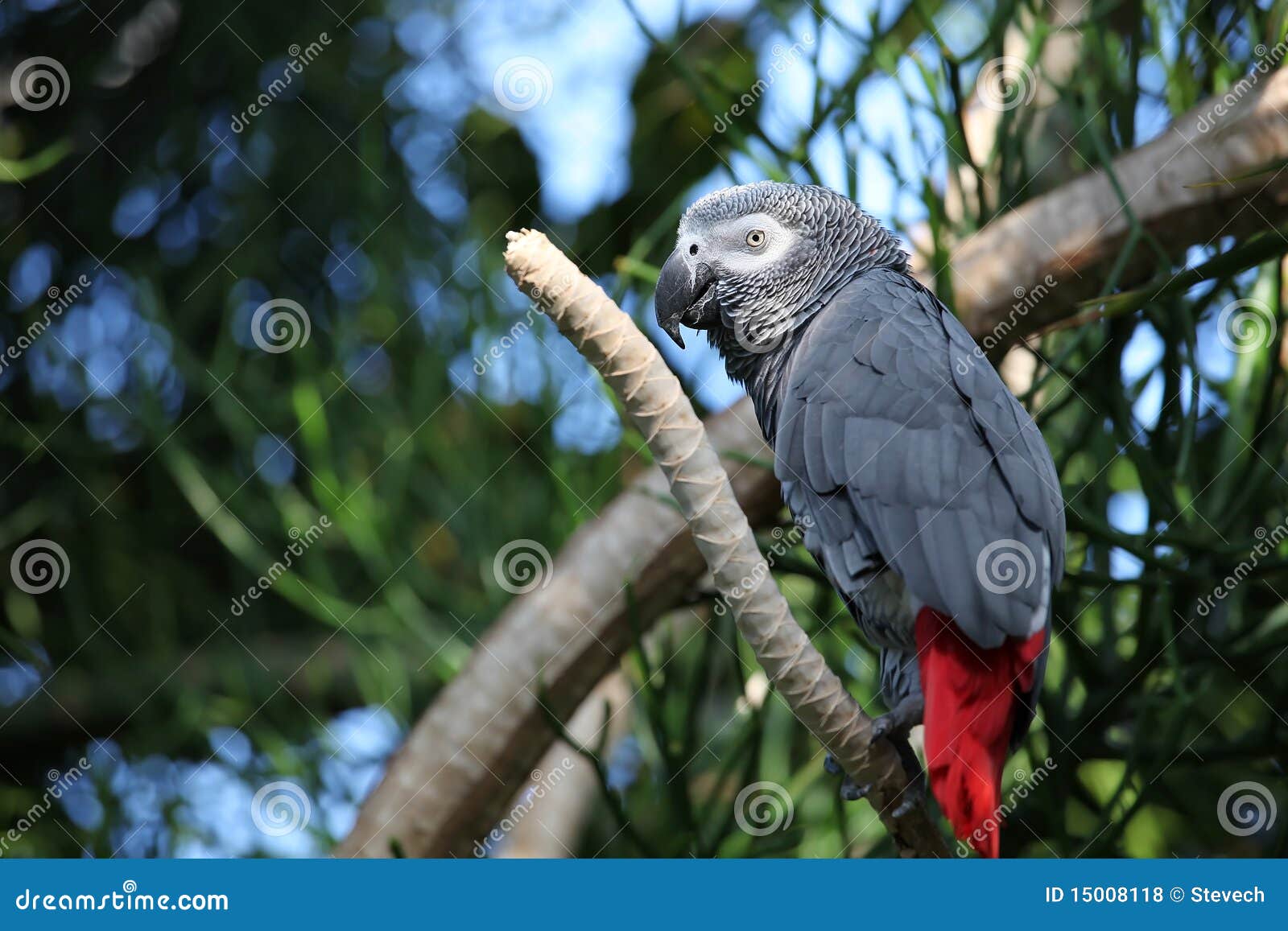 African Gray Hornbill Bird With Long Curved Bill On Top Of Acacia Thorn ...
