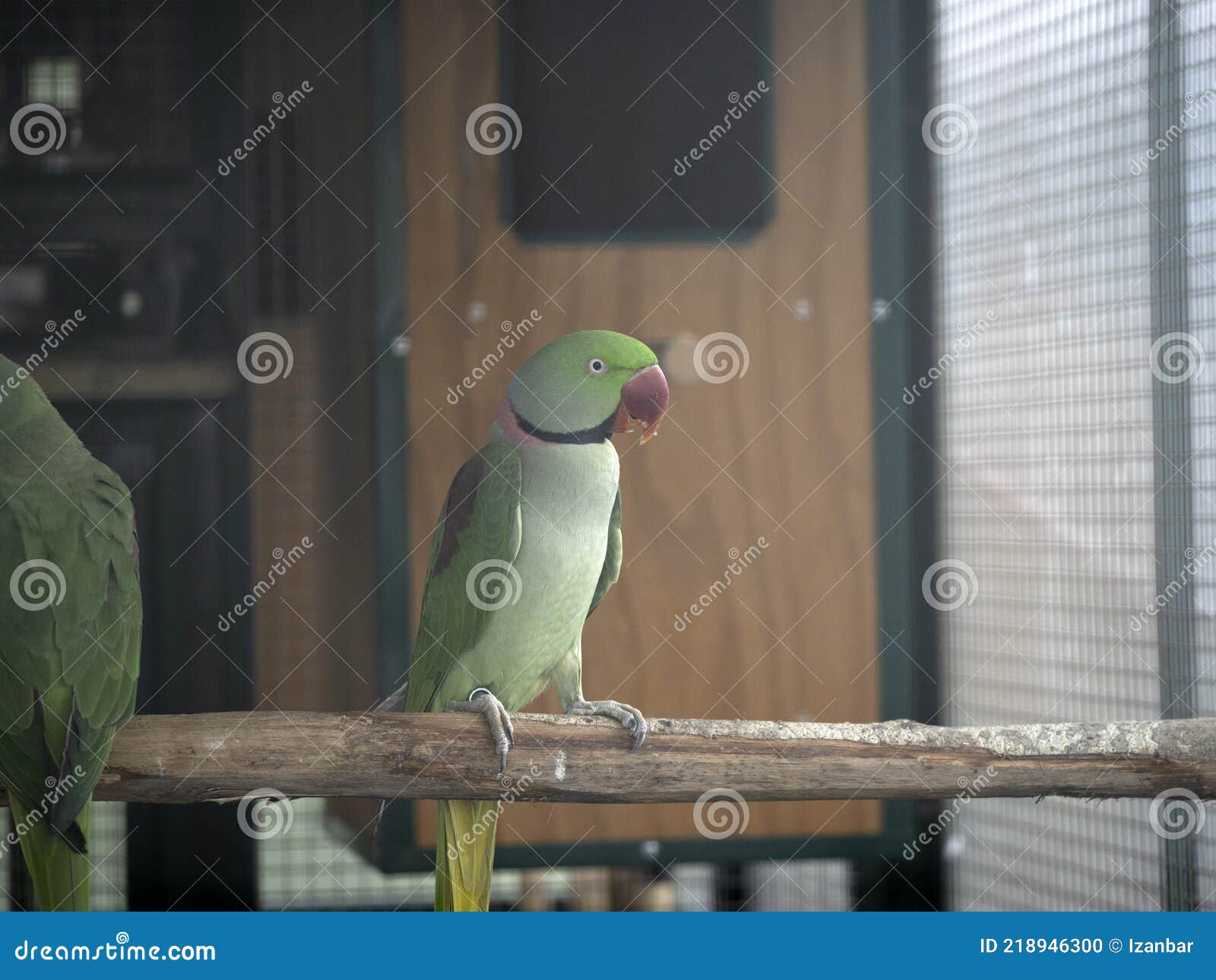 African green parrot bird stock photo. Image of background - 218946300