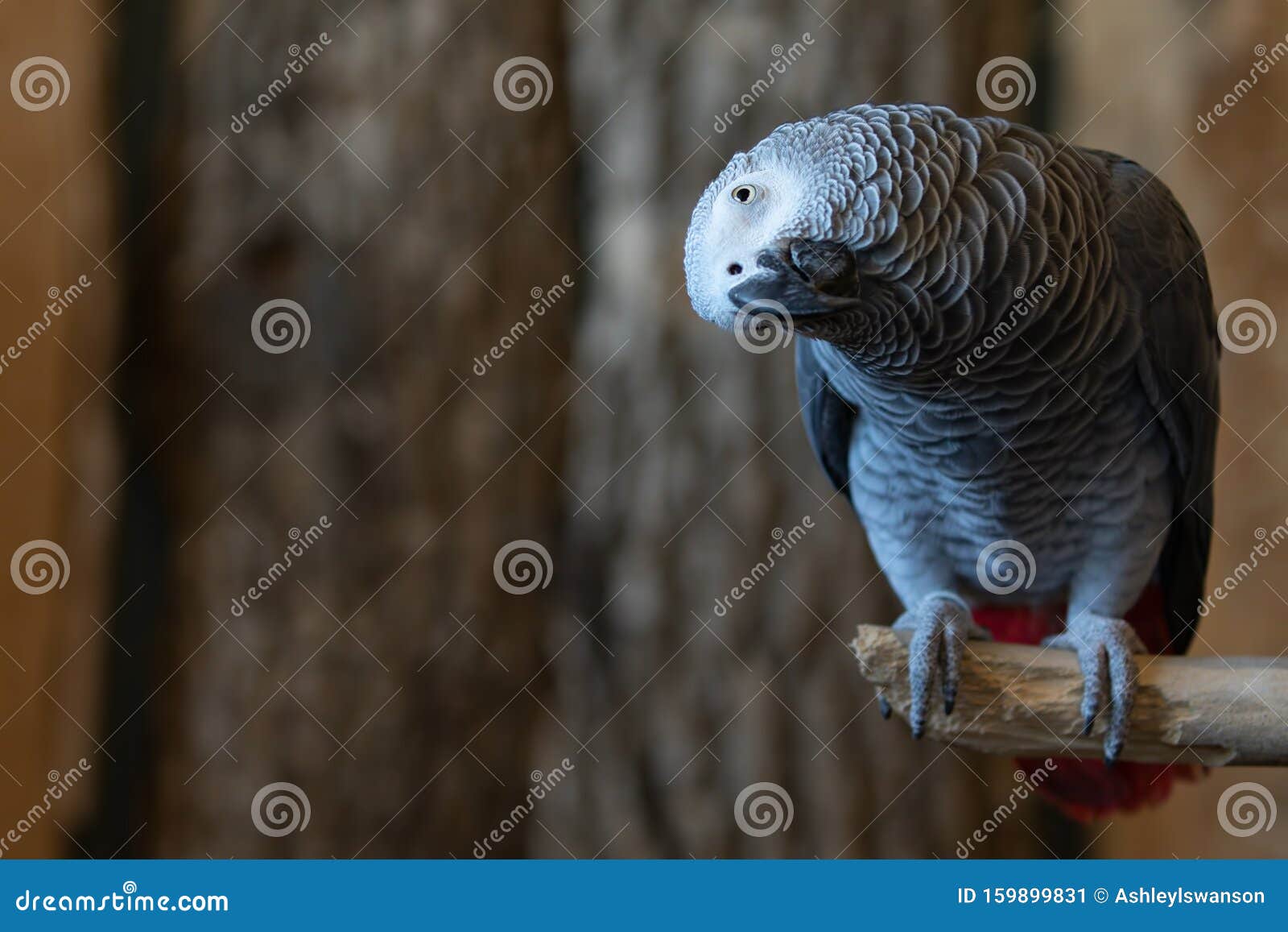African Grey Congo Parrot Bird Resting on Perch Full Body Looking Left ...